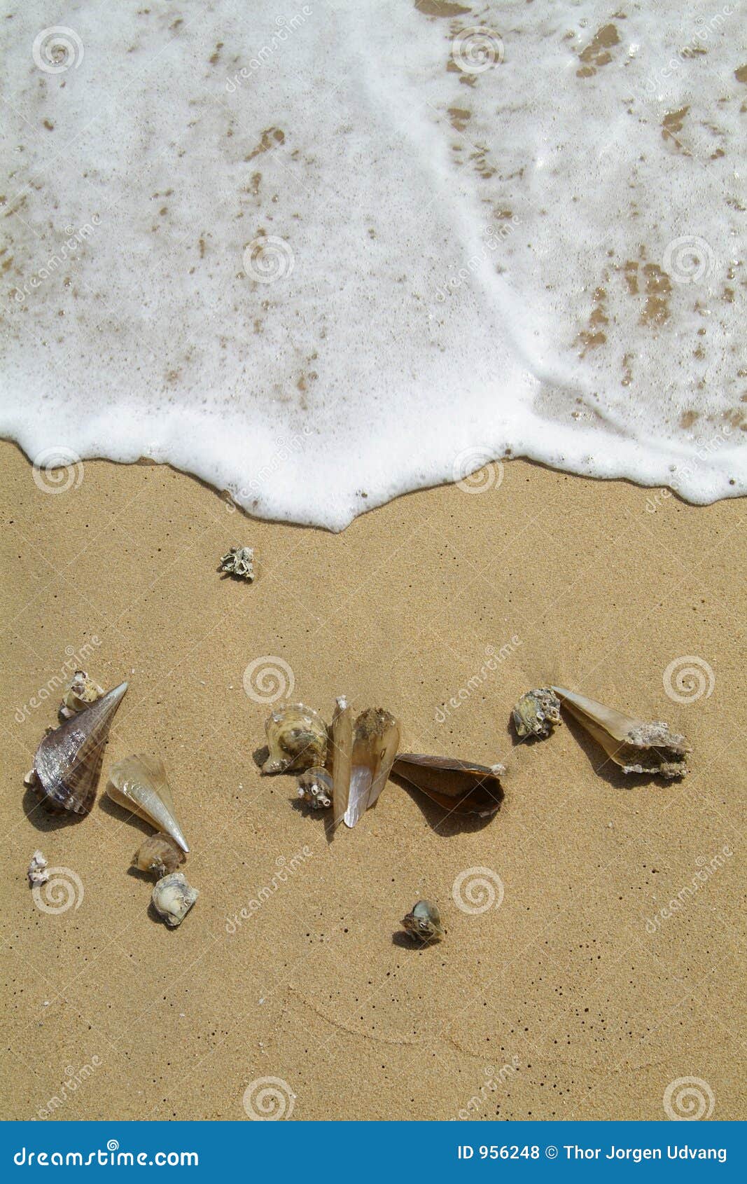 Sea-shells na praia foto de stock. Imagem de espuma, areia - 956248