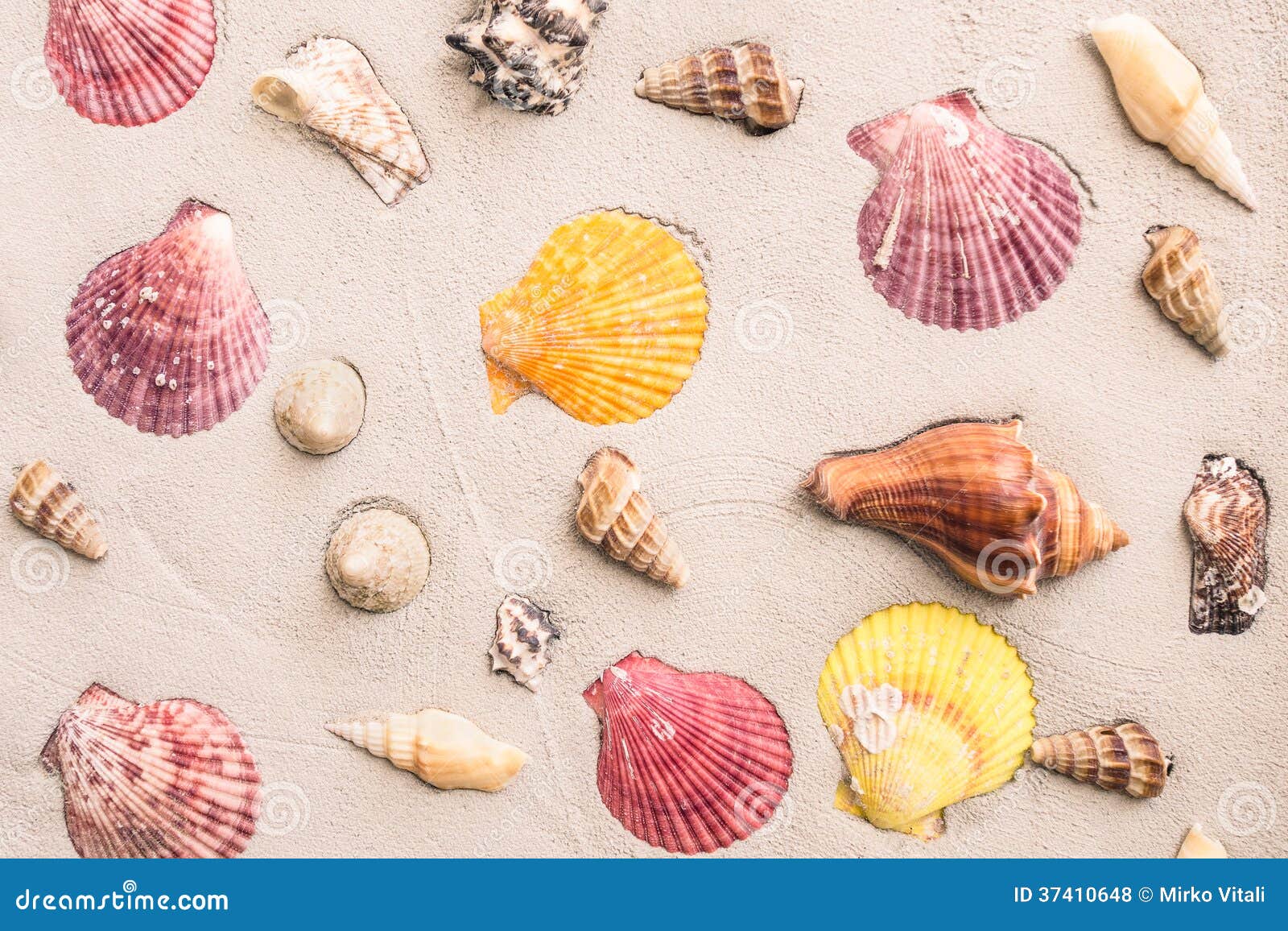 Sea Shells Nature Background Stock Photo - Image of sand, color: 37410648