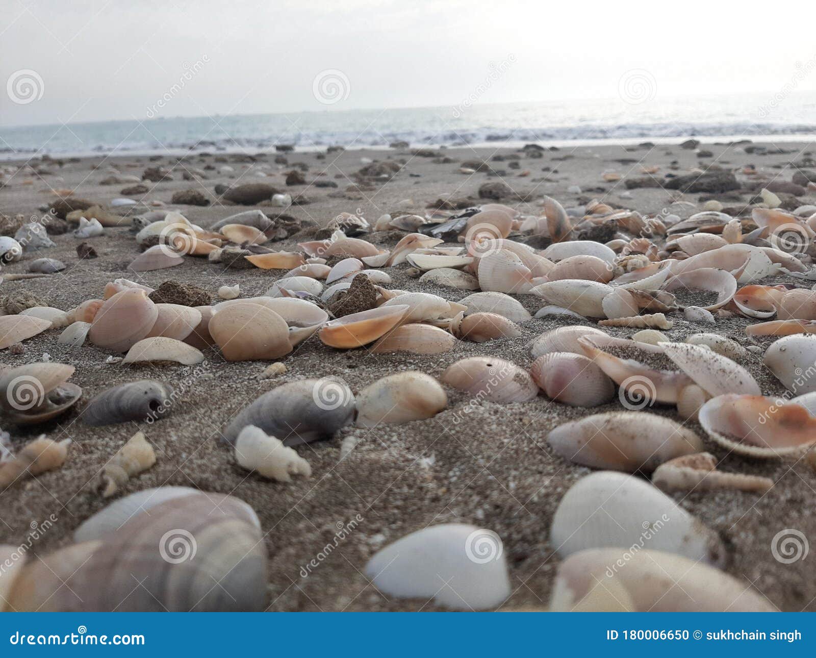 Sea shells stock photo. Image of wight, shells, nature - 180006650