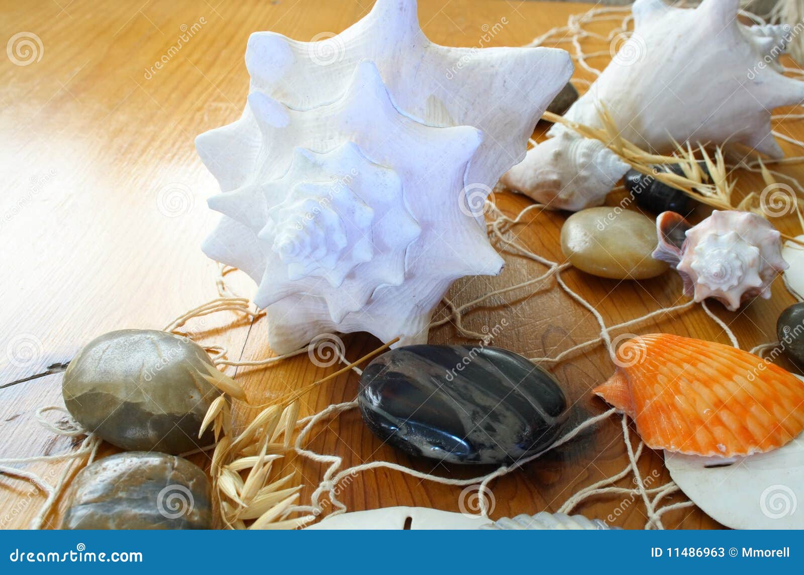 Sea shells and net stock image. Image of ocean, wooden - 11486963