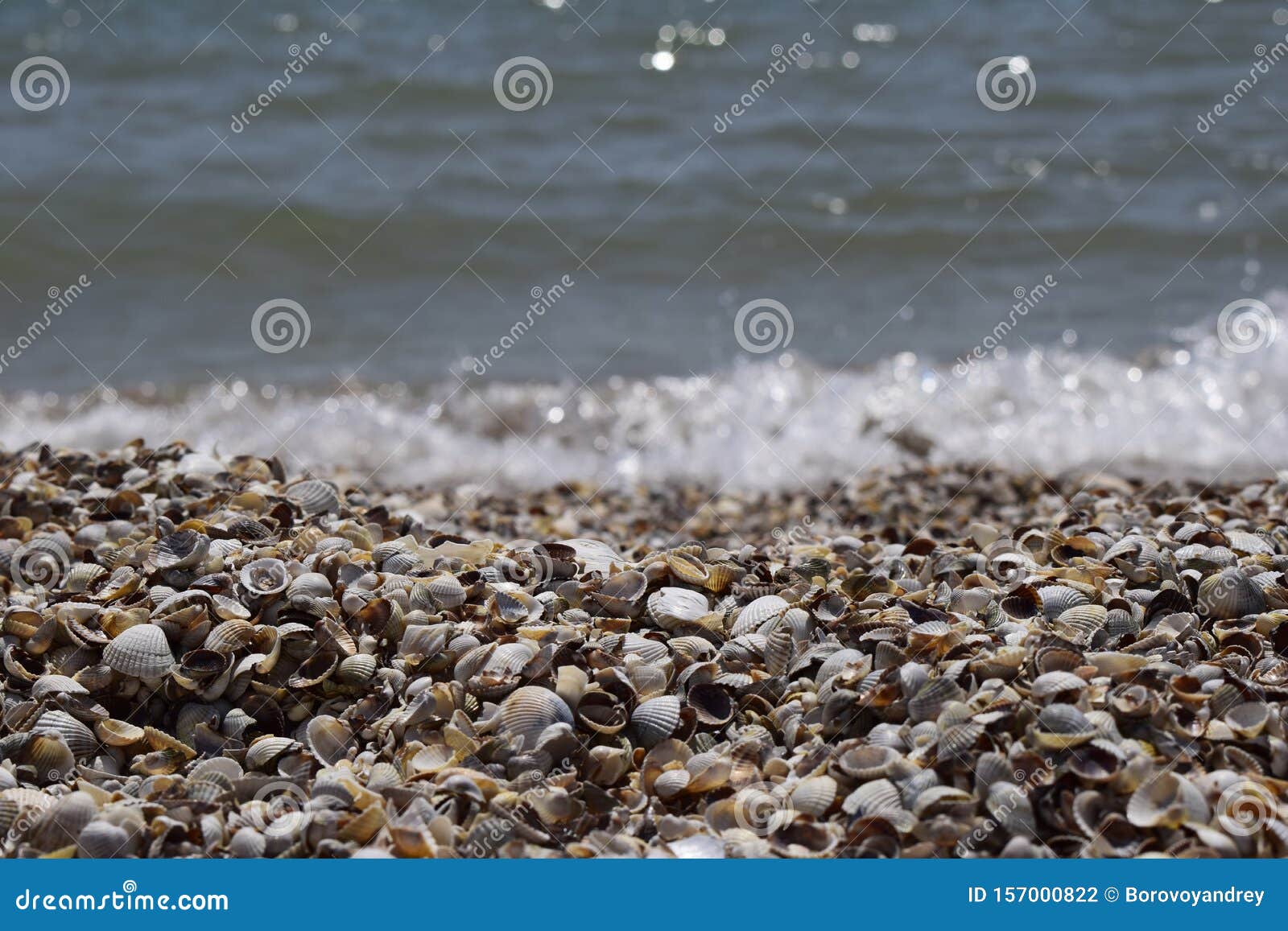 Sea Shells On The Ocean, Thrown Out By The Waves Of The Surf Stock ...
