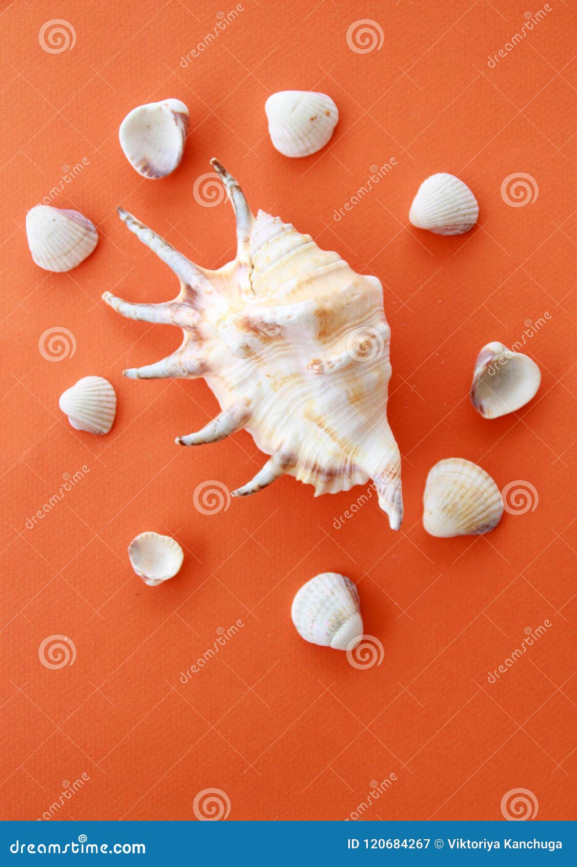 Sea Shells on Orange Background. Stock Image - Image of decoration ...