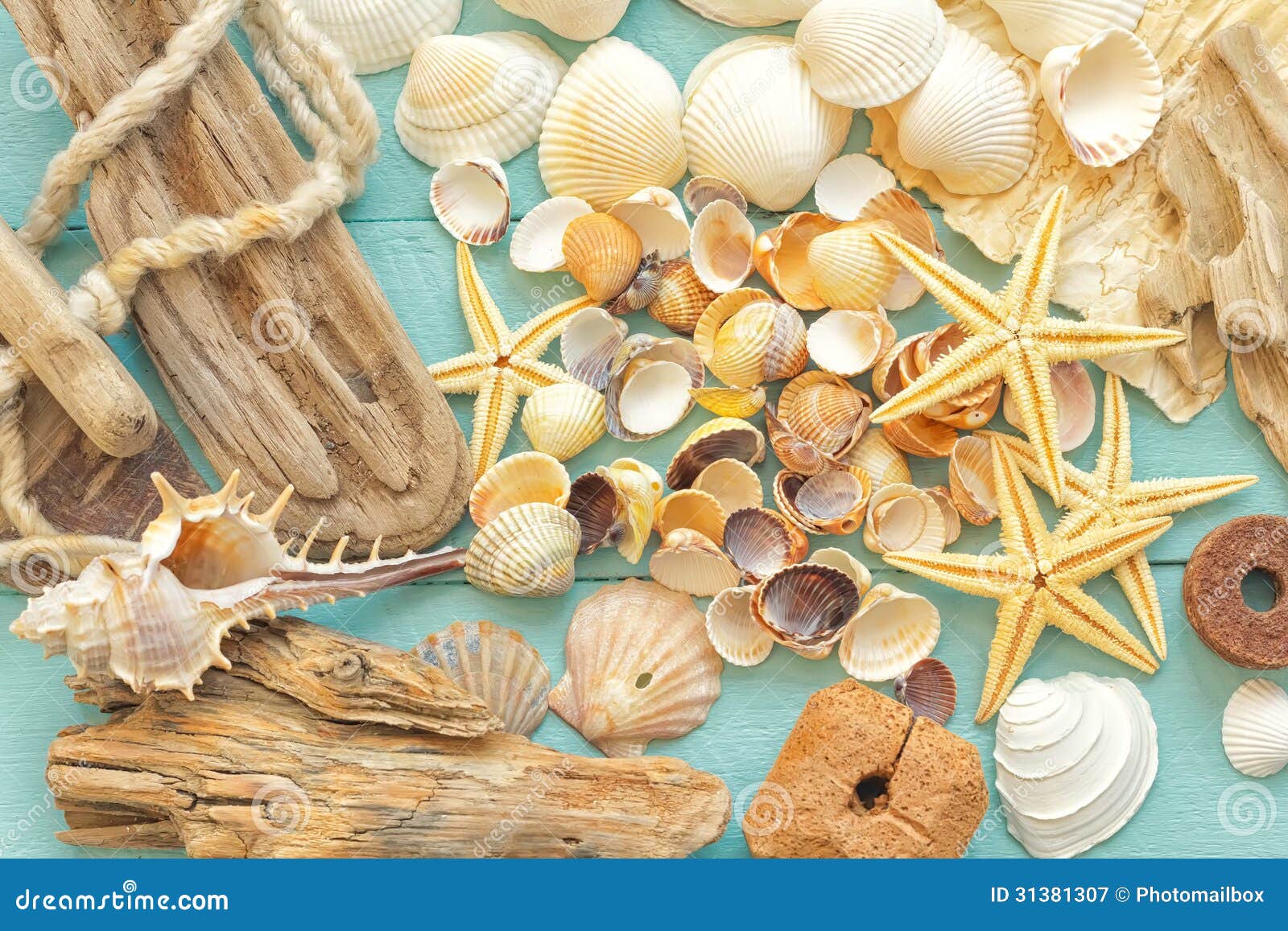 Sea shells stock image. Image of exotic, celadon, rope - 31381307