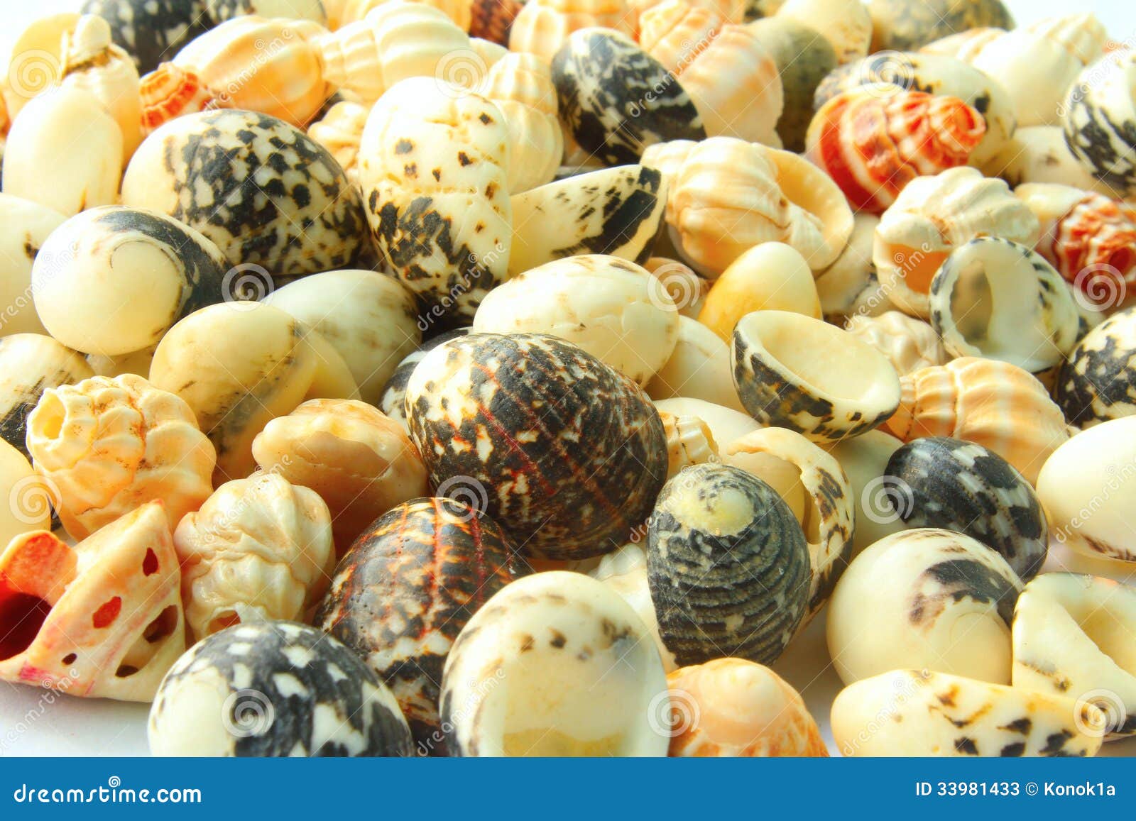 Sea shells stock image. Image of vacations, beach, nautilus - 33981433