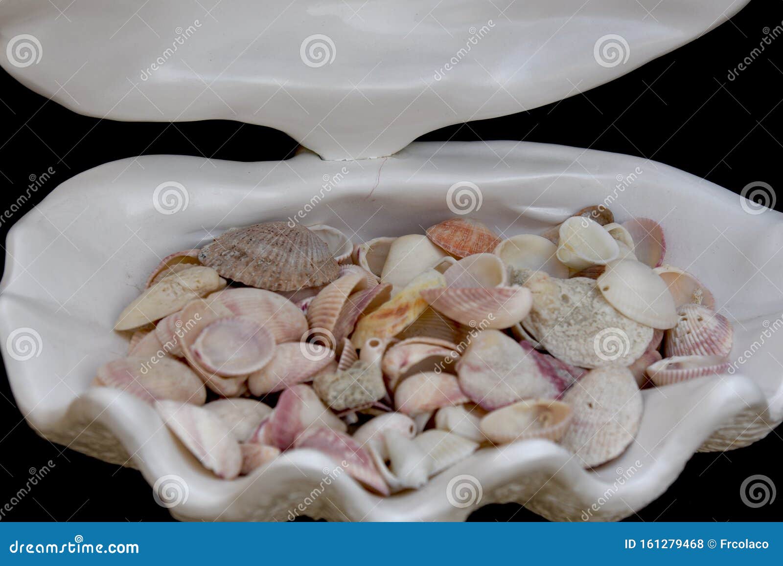 Sea shells in an oyster stock photo. Image of close - 161279468