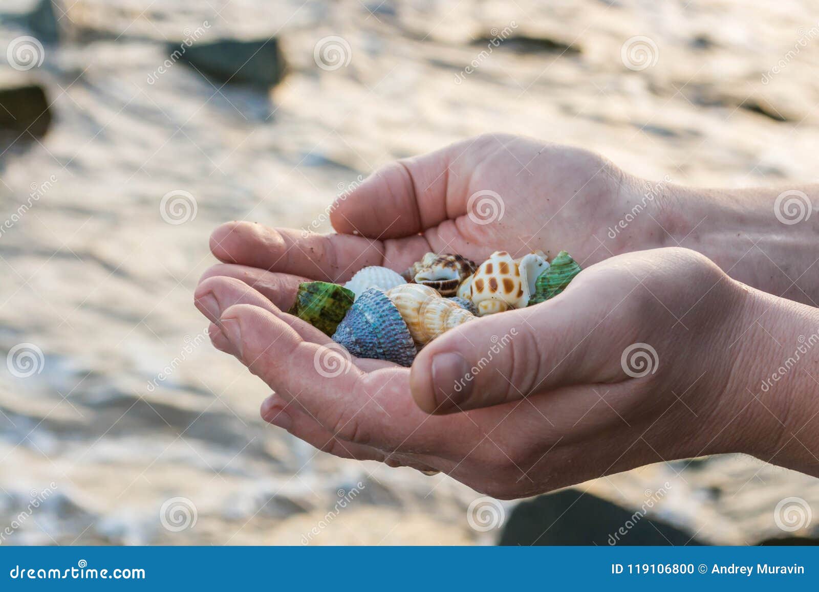 Shells in the hands 3 stock photo. Image of closeup - 119106800