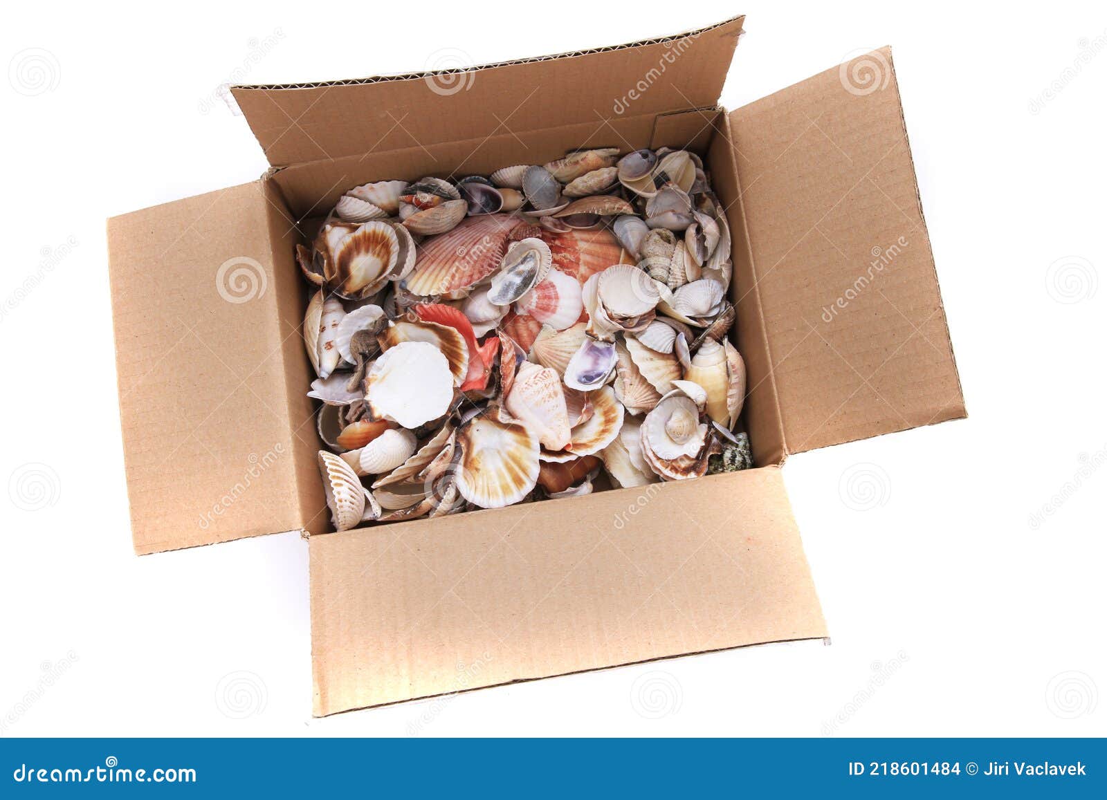 Sea Shells in the Paper Box Stock Photo - Image of travel, marine ...