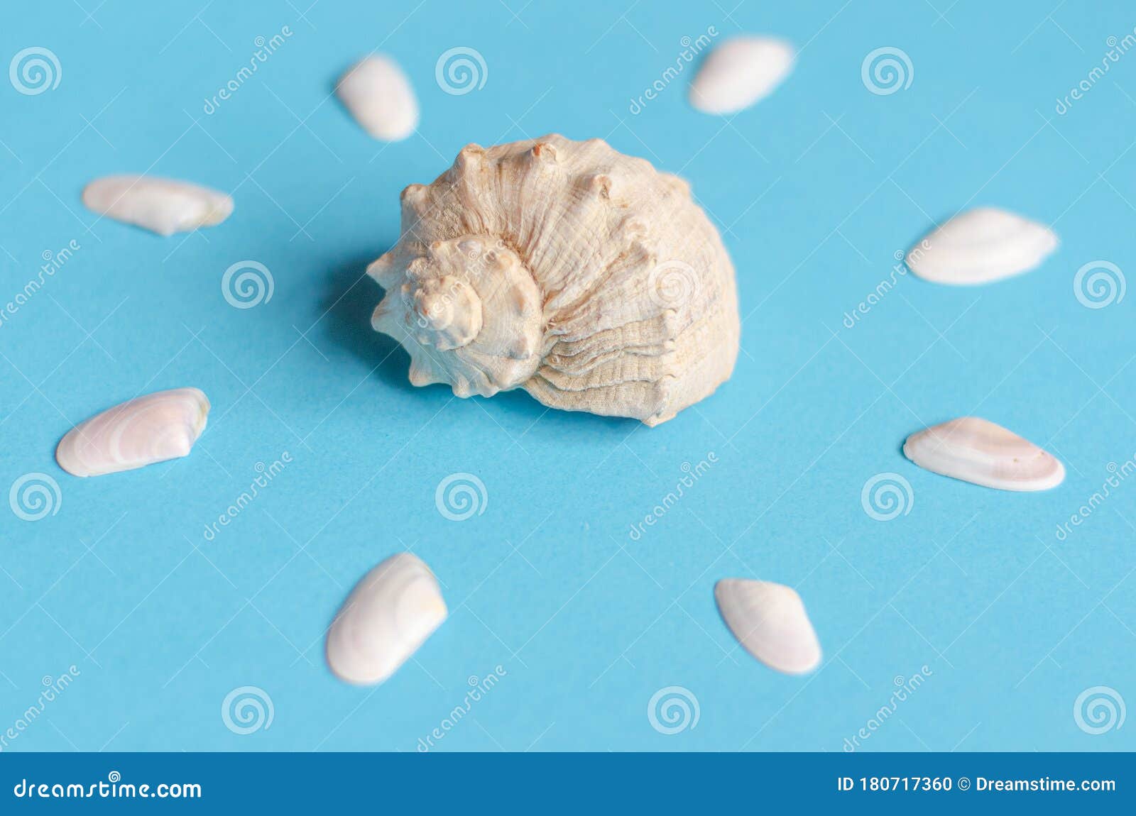 Sea Shells on a Pastel Blue Background. Summer Concept, Tourism, Flat ...