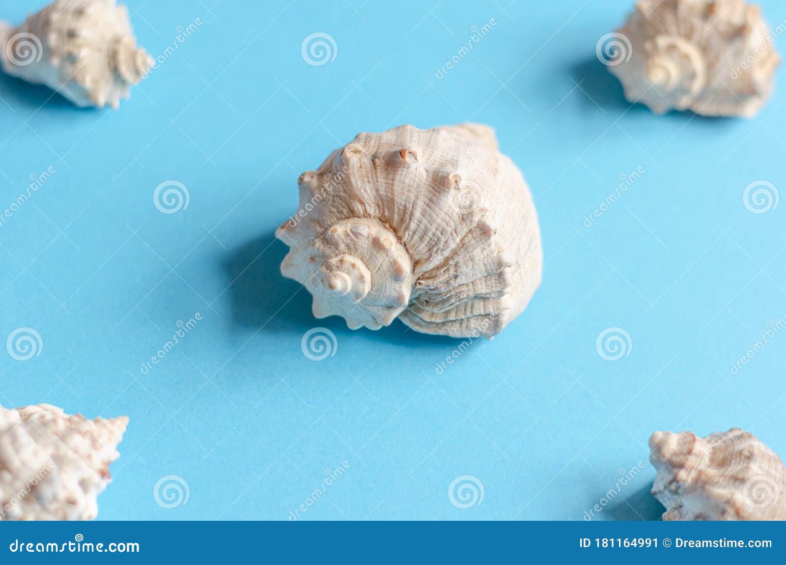 Sea Shells on a Pastel Blue Background. Summer Concept, Tourism, Flat ...