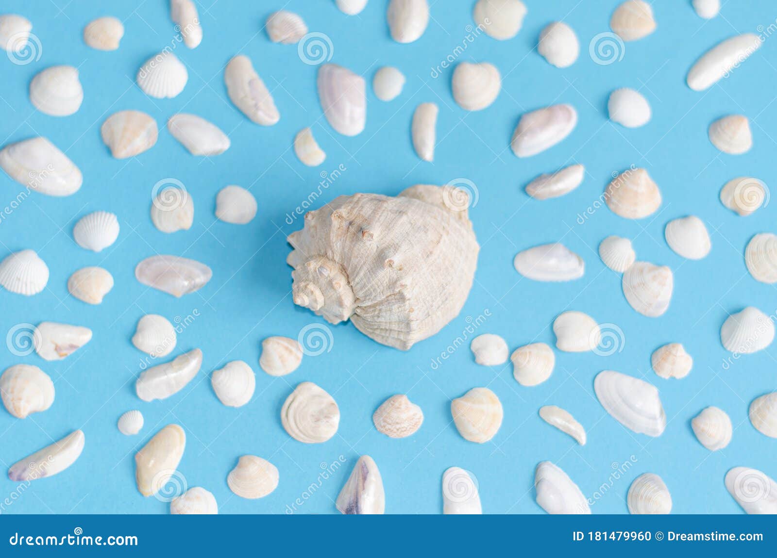 Sea Shells on a Pastel Blue Background. Summer Concept, Tourism, Flat ...
