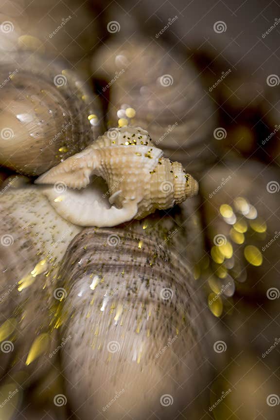 Sea Shells Pattern for Design. Seashells for Summer Advertising. Marine ...