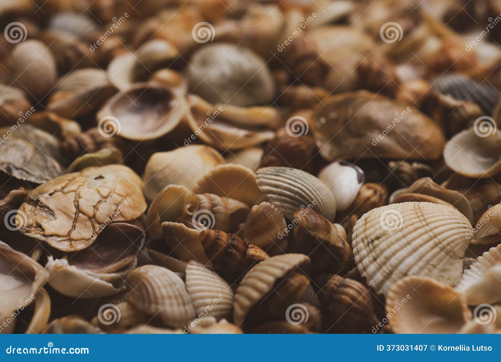 Ocean And Seashells Background. Seashells In A Sand. Background With ...