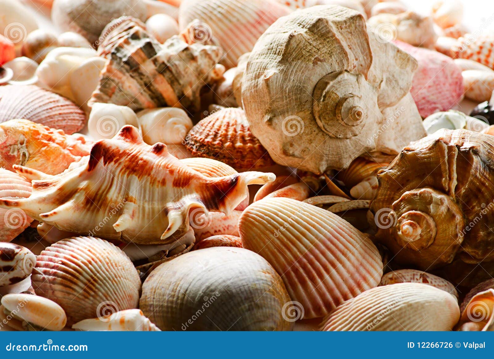 3,264 Sea Shells Pebble Beach Stock Photos - Free & Royalty-Free Stock ...