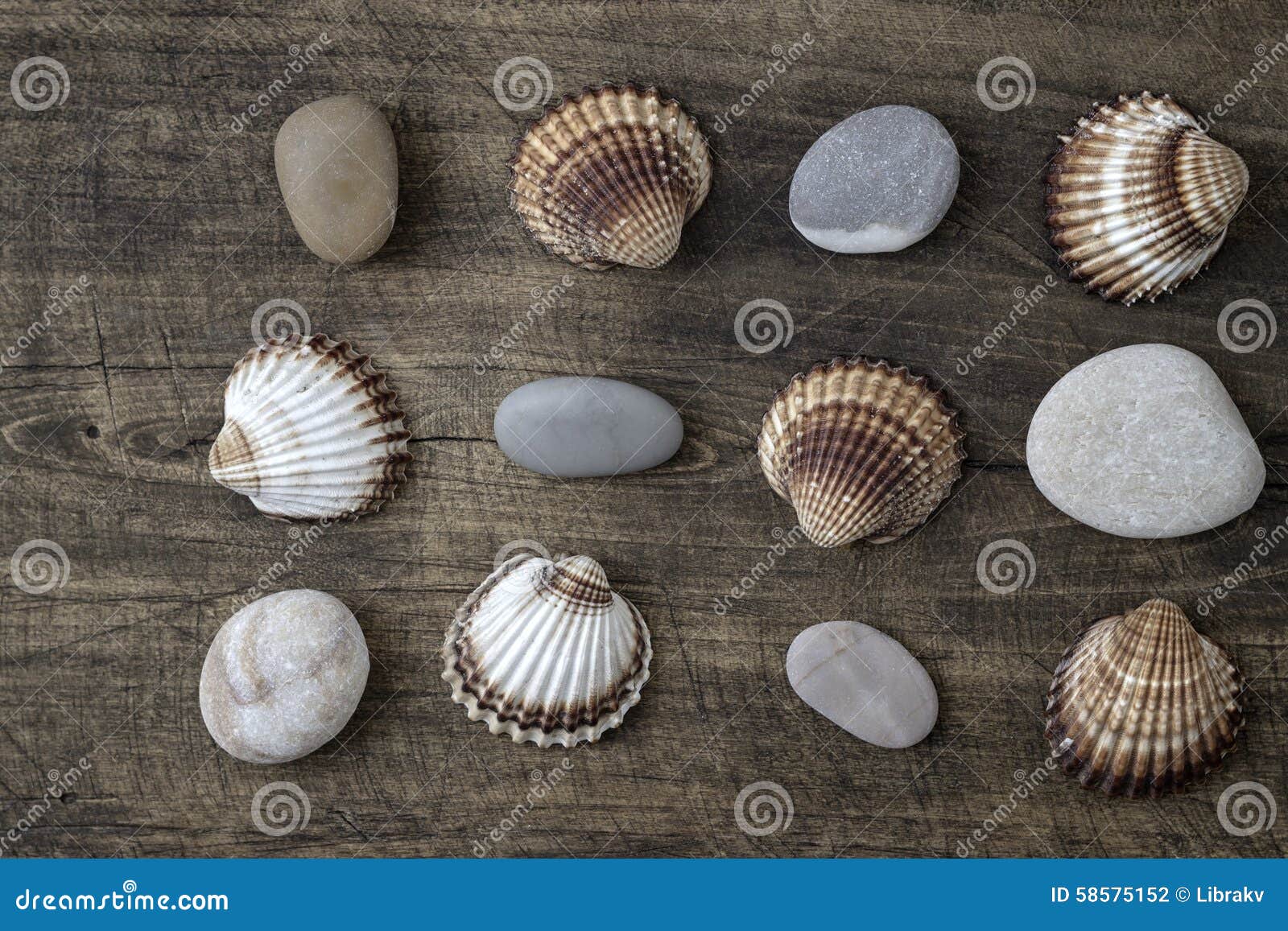 Sea Shells and Pebbles on an Old Wooden Plank Stock Photo - Image of ...
