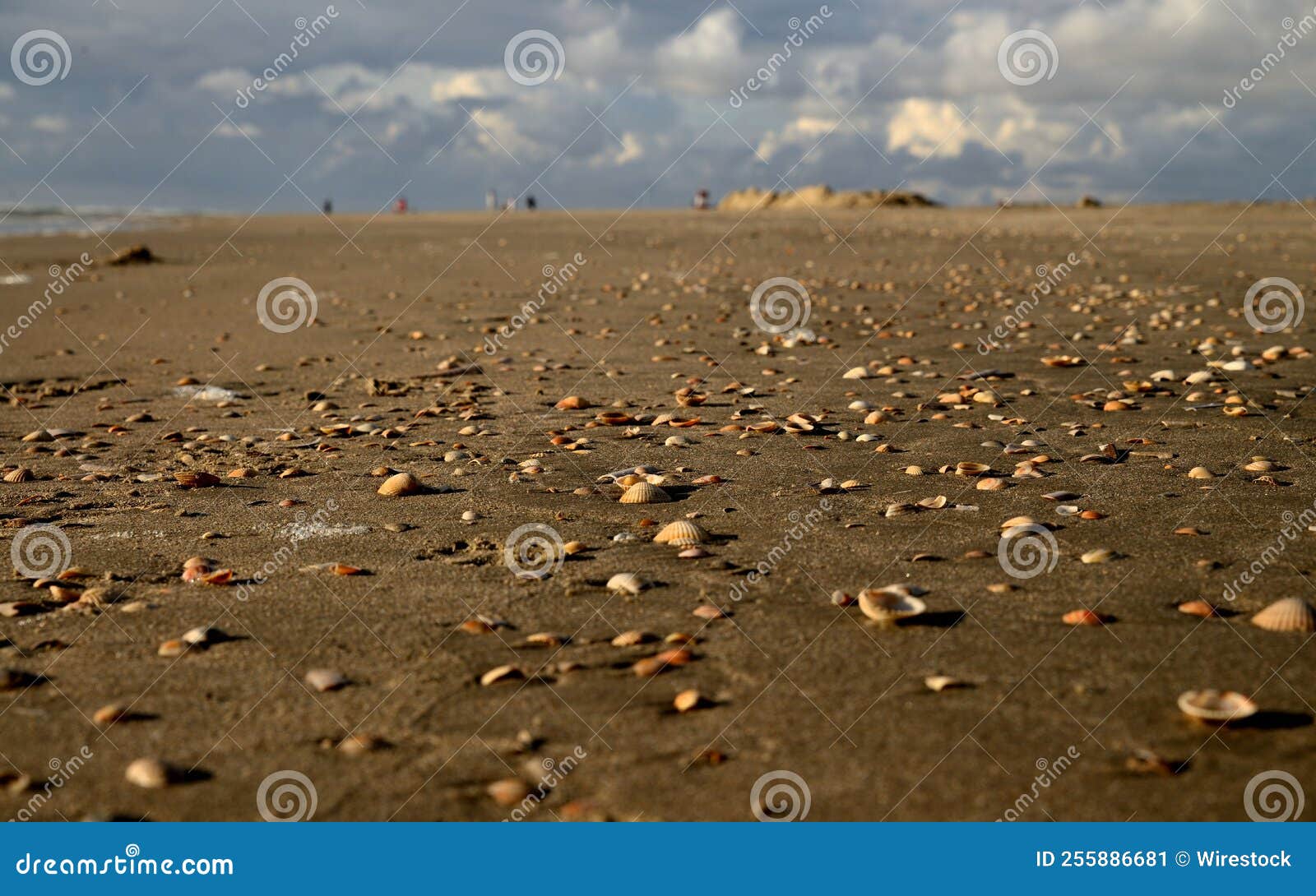 Sea Shells and Pebbles on the Sea Sand Stock Image - Image of beach ...