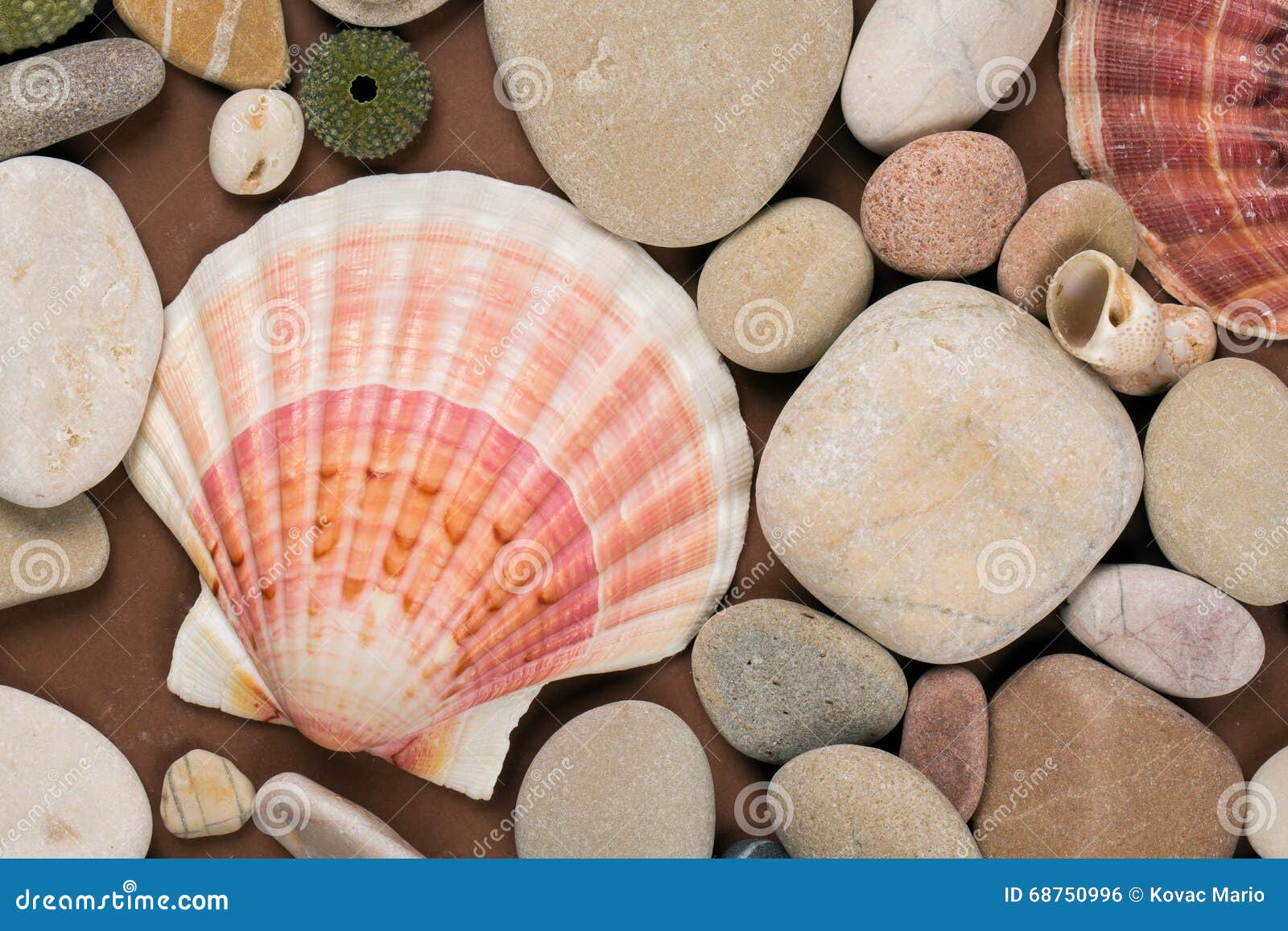Sea shells and pebbles stock photo. Image of pebbles - 68750996