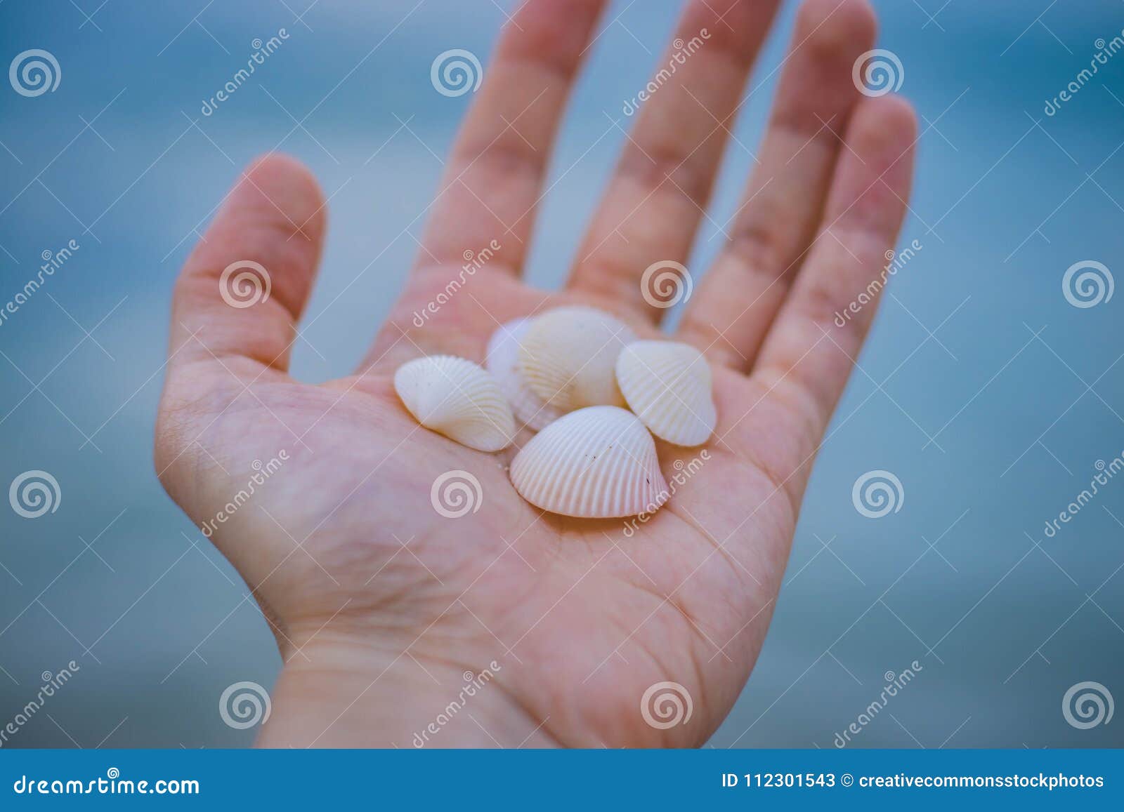 Sea Shells In Person's Hand Picture. Image: 112301543