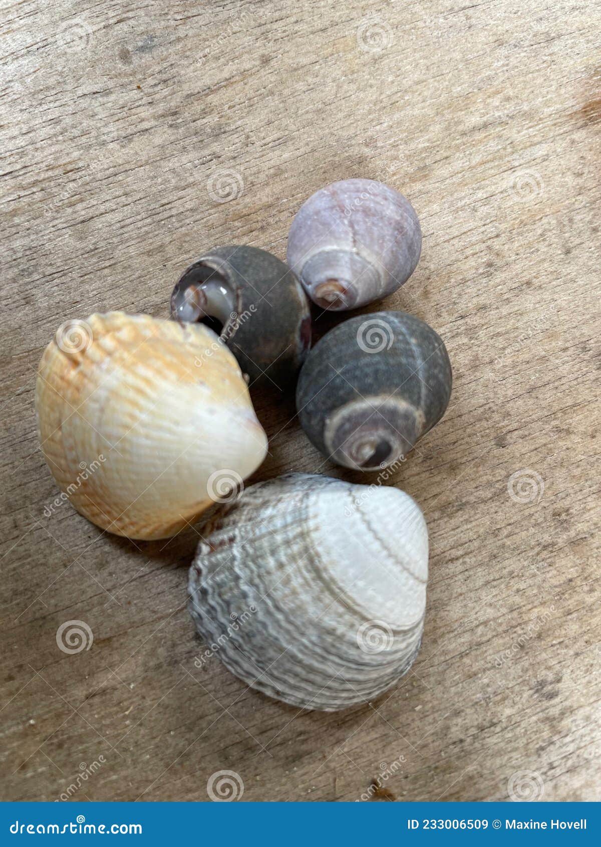 5 Sea Shells Picked Up from a Beach Stock Image - Image of pretty ...