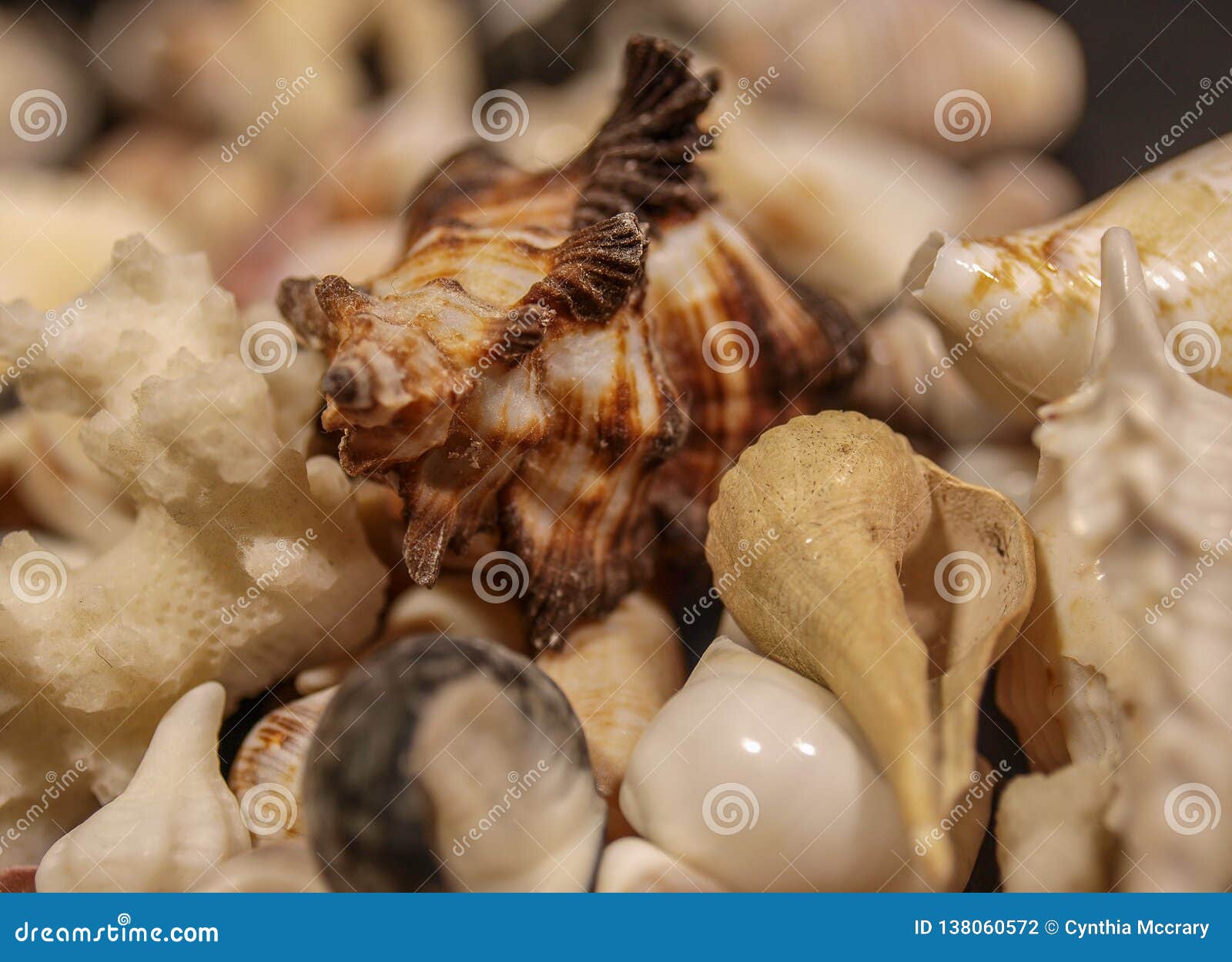 Sea Shells in a Pile stock photo. Image of animal, coquina - 138060572