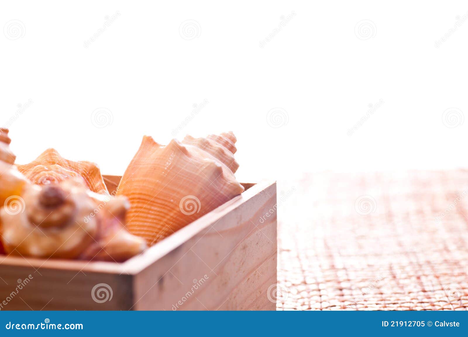 Sea Shells in a Pine Wood Box Stock Image - Image of display, beach ...