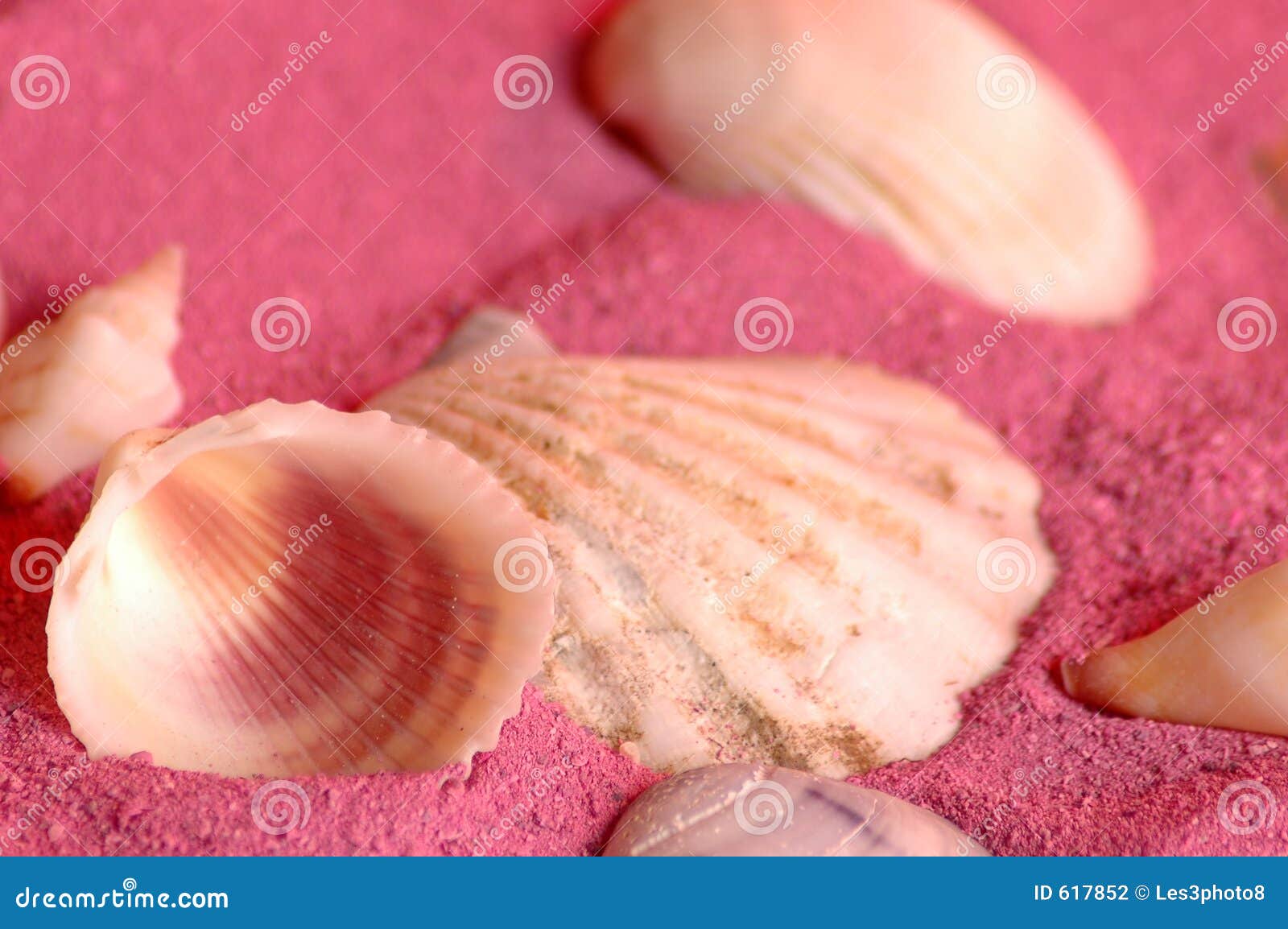 Sea shells on pink stock photo. Image of volute, destination - 617852
