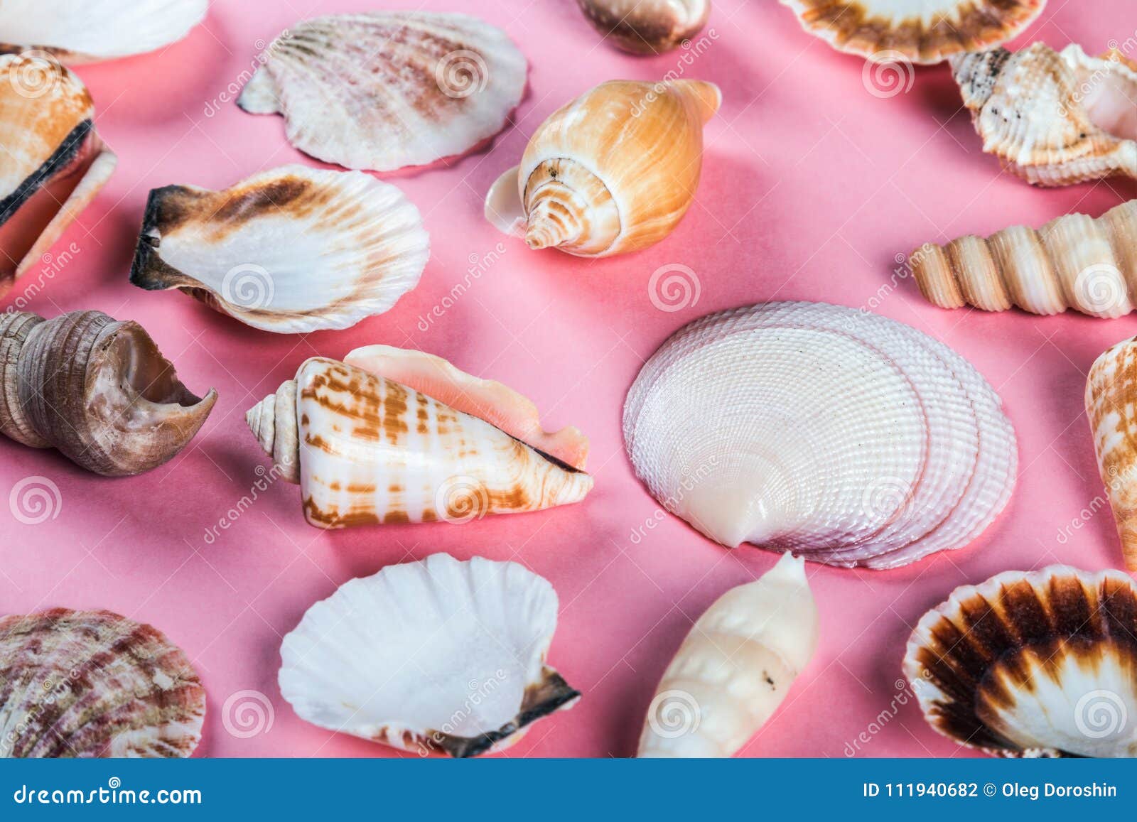 Sea Shells on Pink Background Stock Photo - Image of white, frame ...