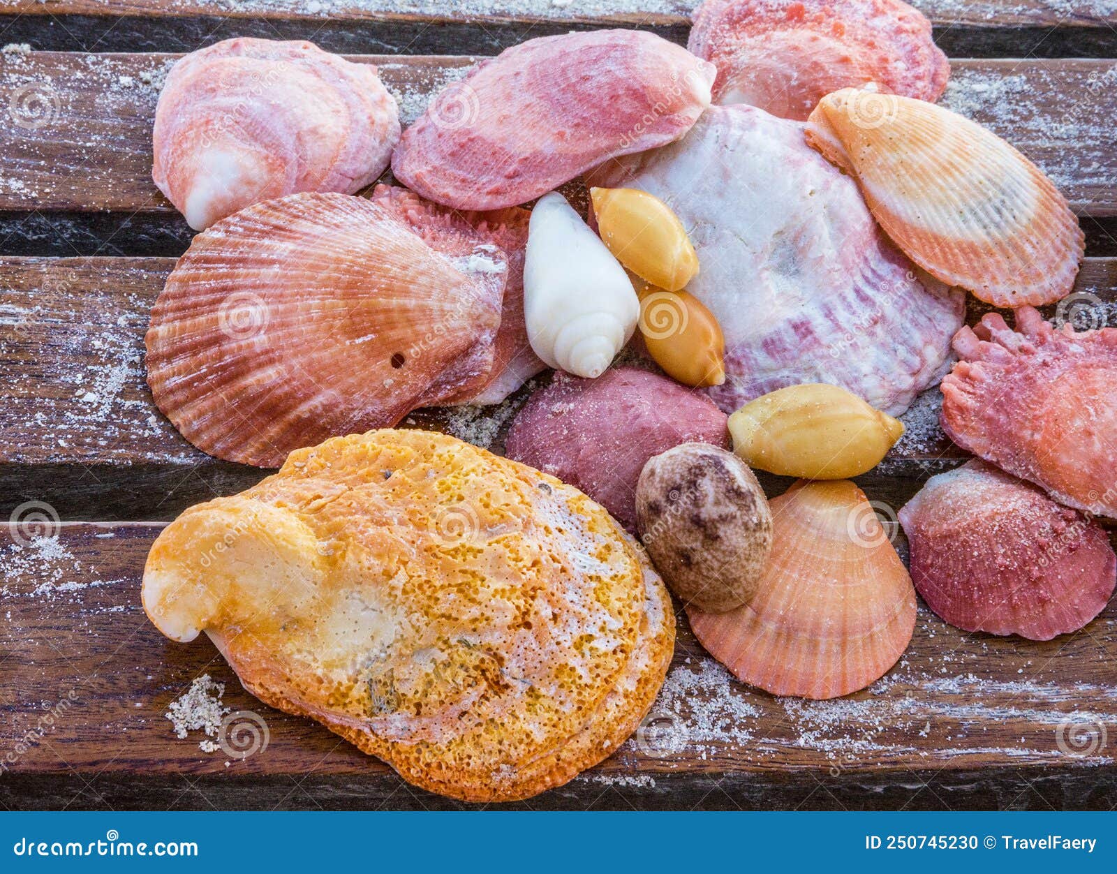 Sea Shells Pink on the Beach, UAE, Abu Dhabi Stock Photo - Image of ...