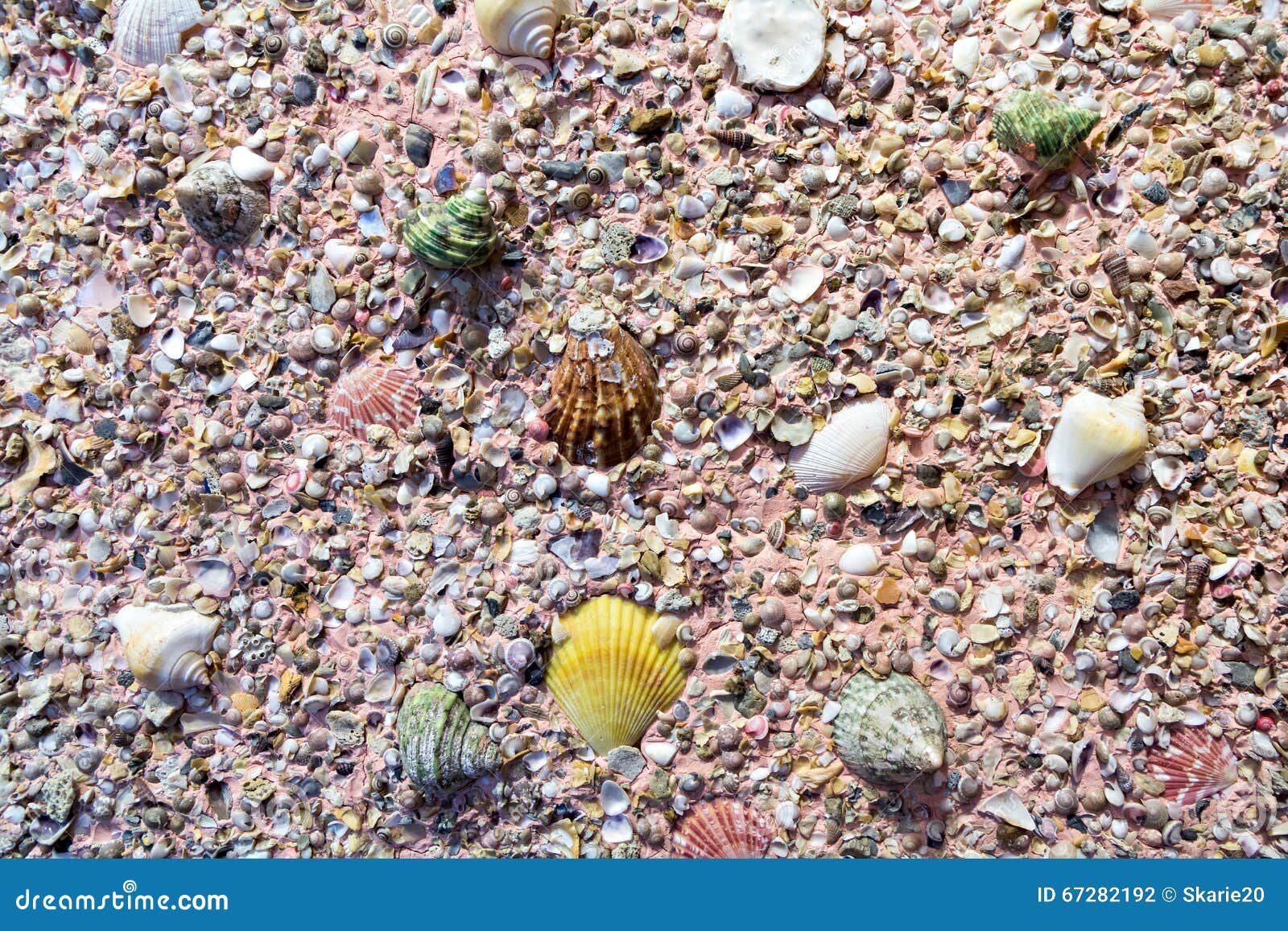 Sea Shells on the Plaster Wall Stock Photo - Image of idea, pattern ...