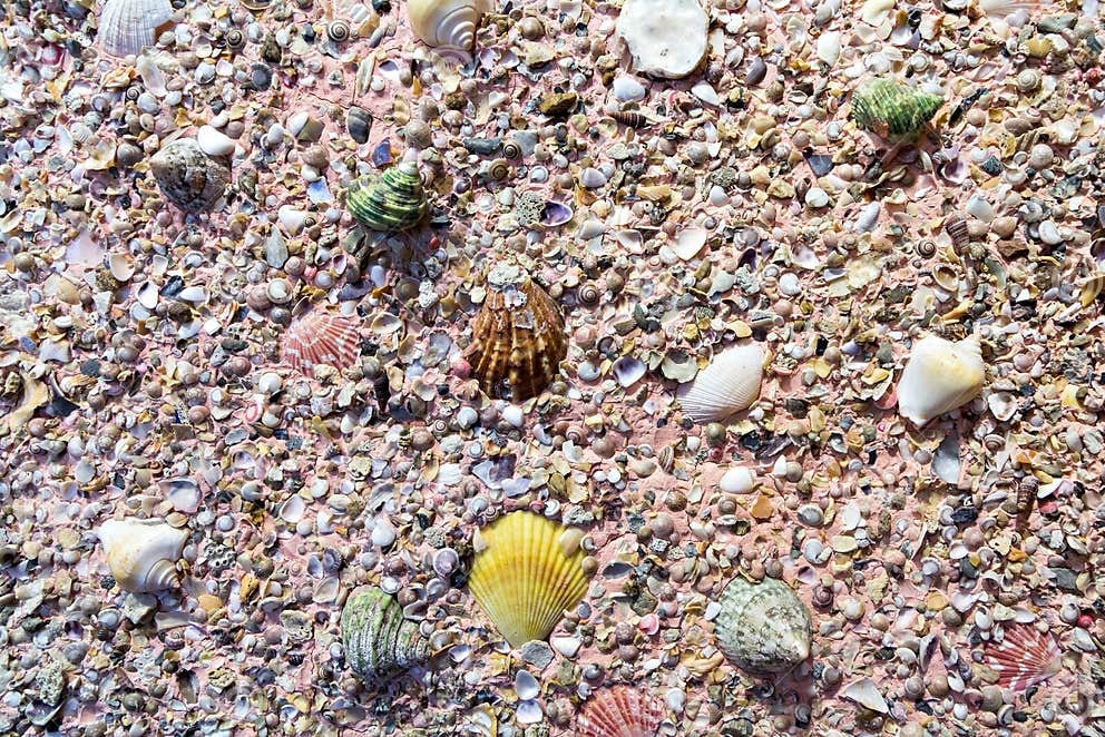 Sea Shells on the Plaster Wall Stock Photo - Image of idea, pattern ...