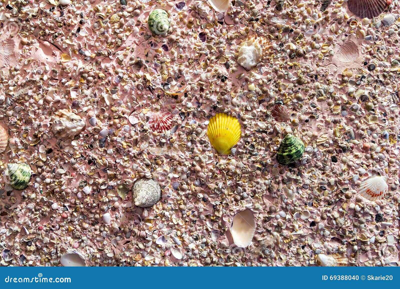 Sea Shells on the Plaster Wall Stock Photo - Image of design, aquatic ...