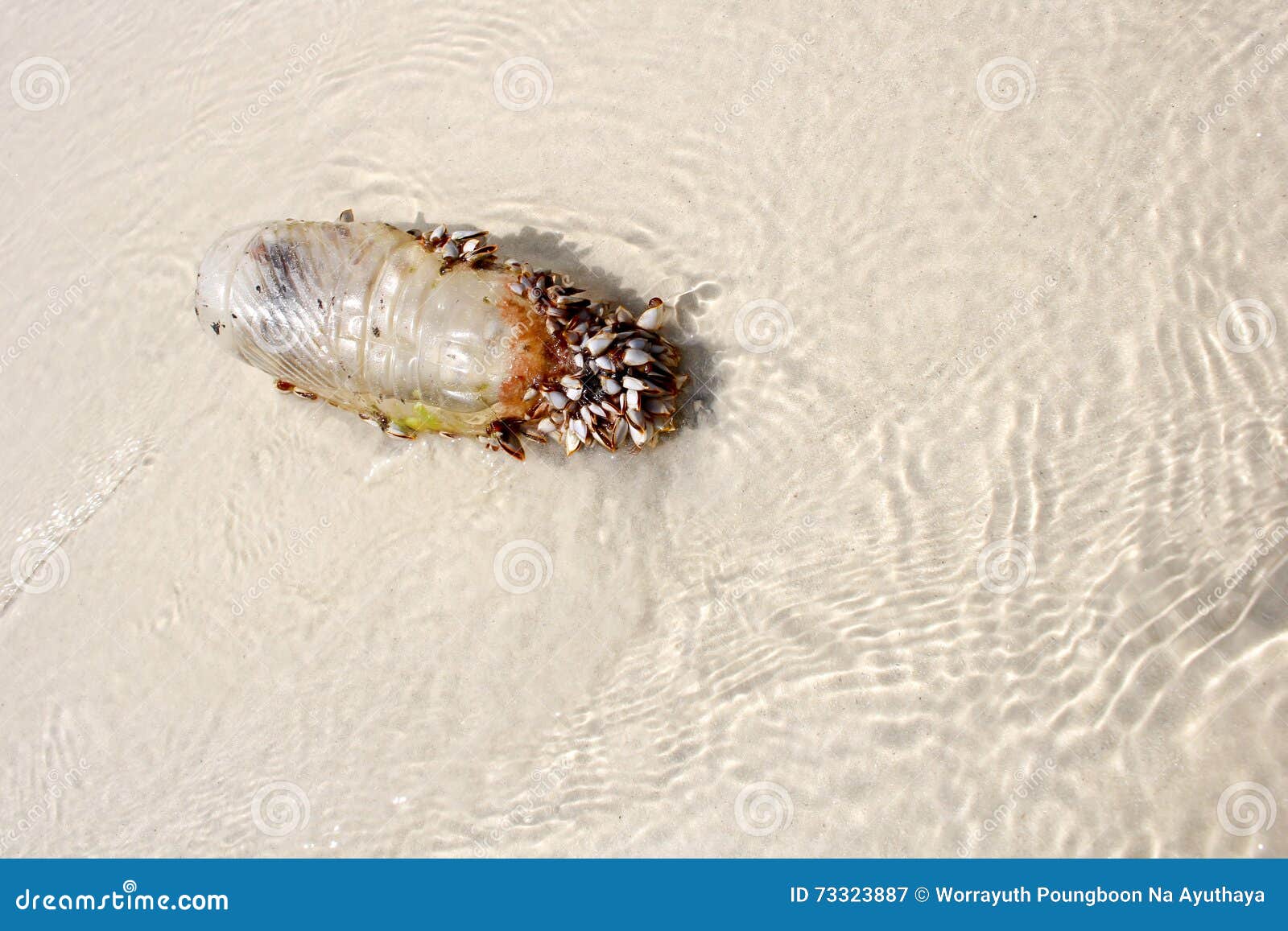 Sea Shells with Plastic Bottle on the Beach Stock Image - Image of ...