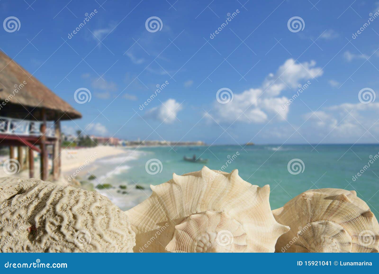 Sea Shells in Playa Del Carmen Quintana Roo Stock Image - Image of ...
