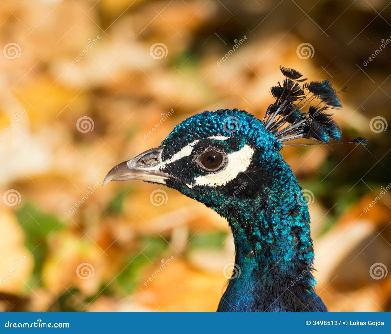 Sea shells stock image. Image of horizontal, green, tail - 34985137