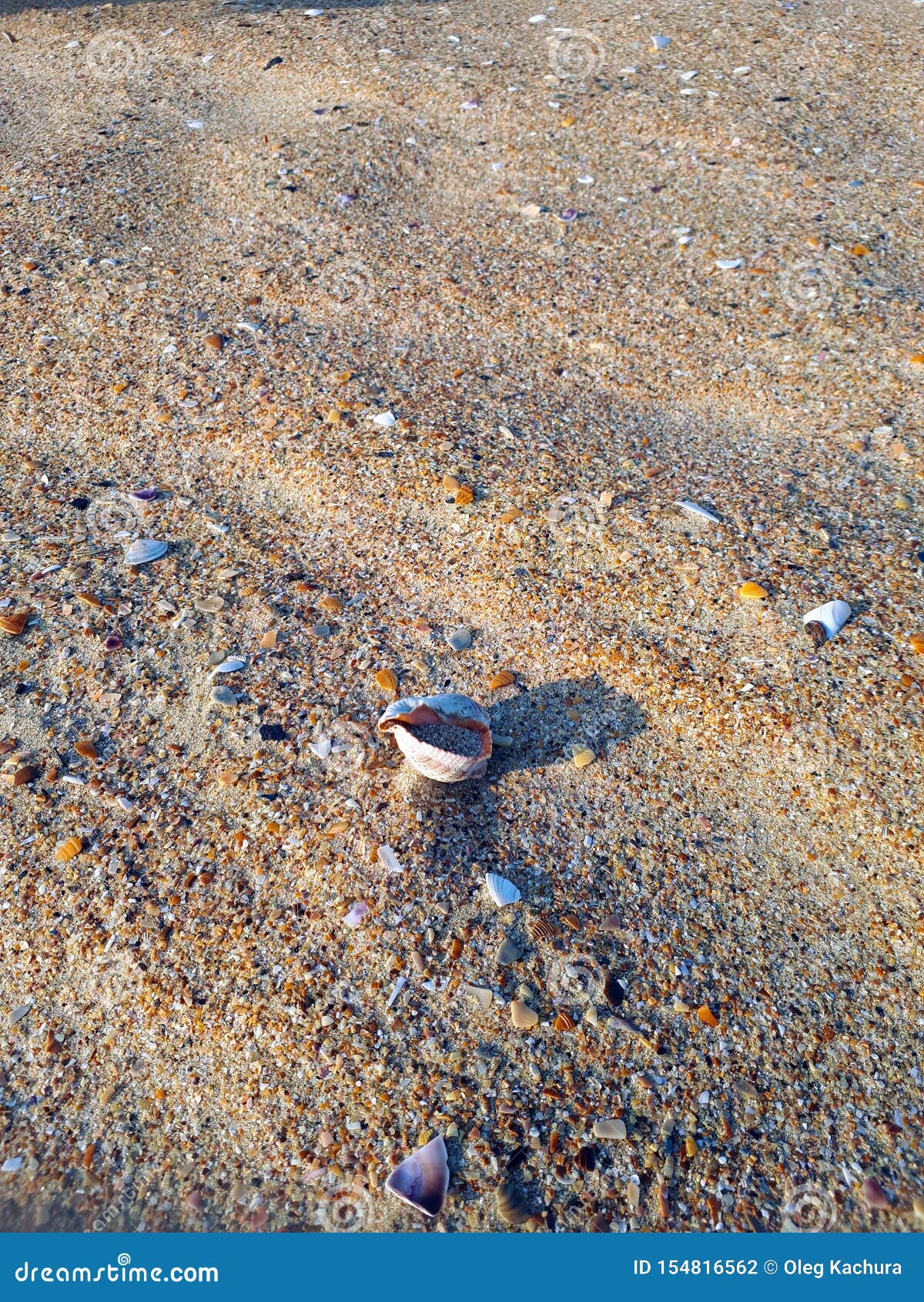 Sea Shells Rapan Lies on the Beach on the Sand Stock Photo - Image of ...