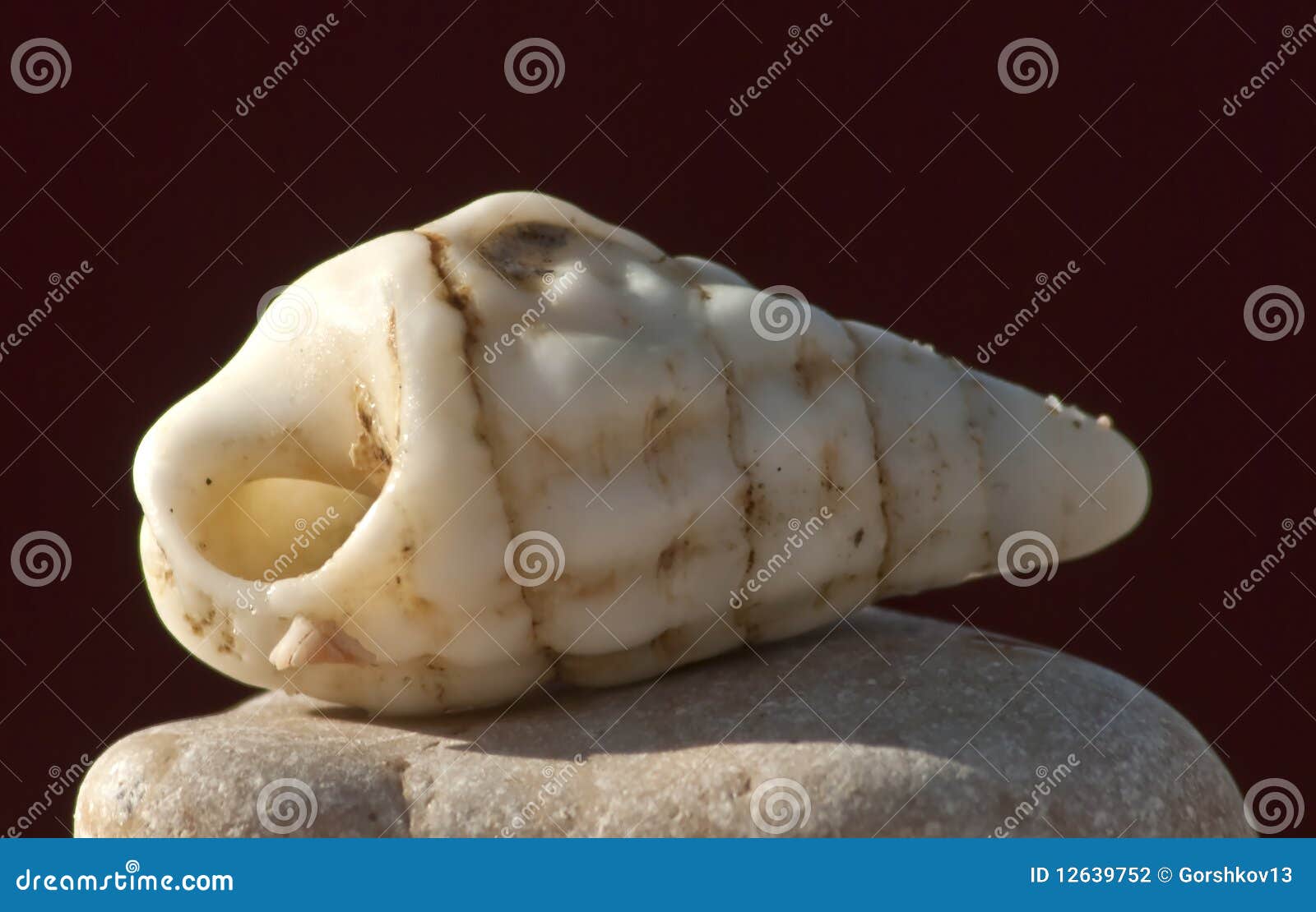 Sea shells of the Red Sea stock photo. Image of isolated - 12639752