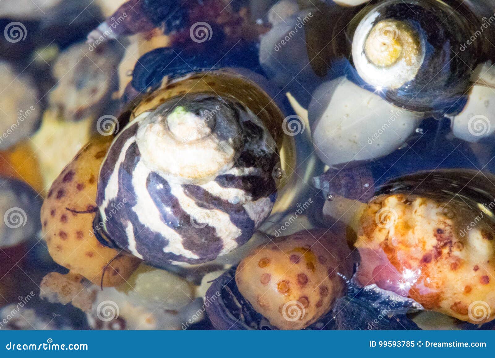 Sea Shells in a Rock Pool Closeup Stock Image - Image of salt, animal ...