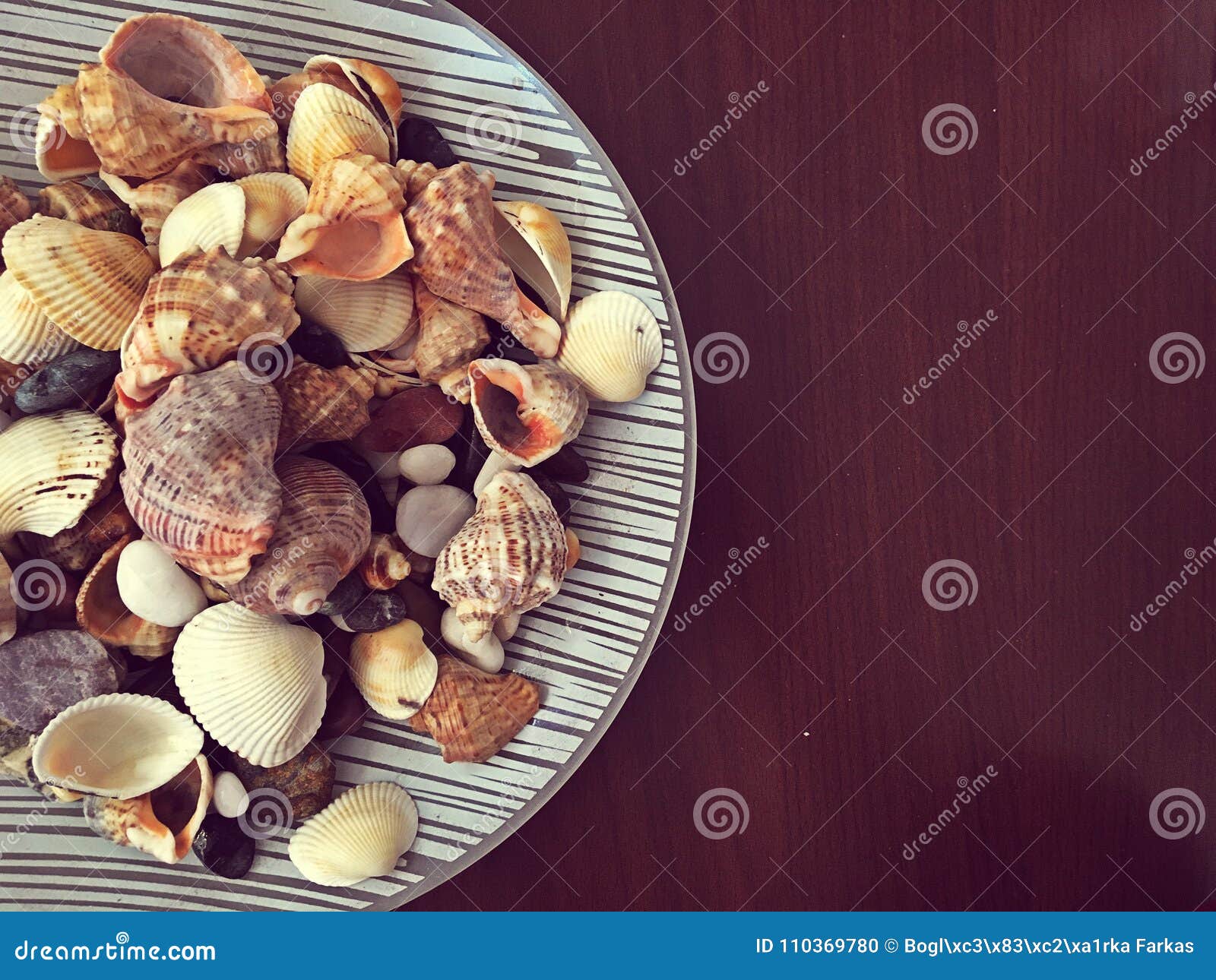 Sea shells and rocks stock photo. Image of colors, good - 110369780