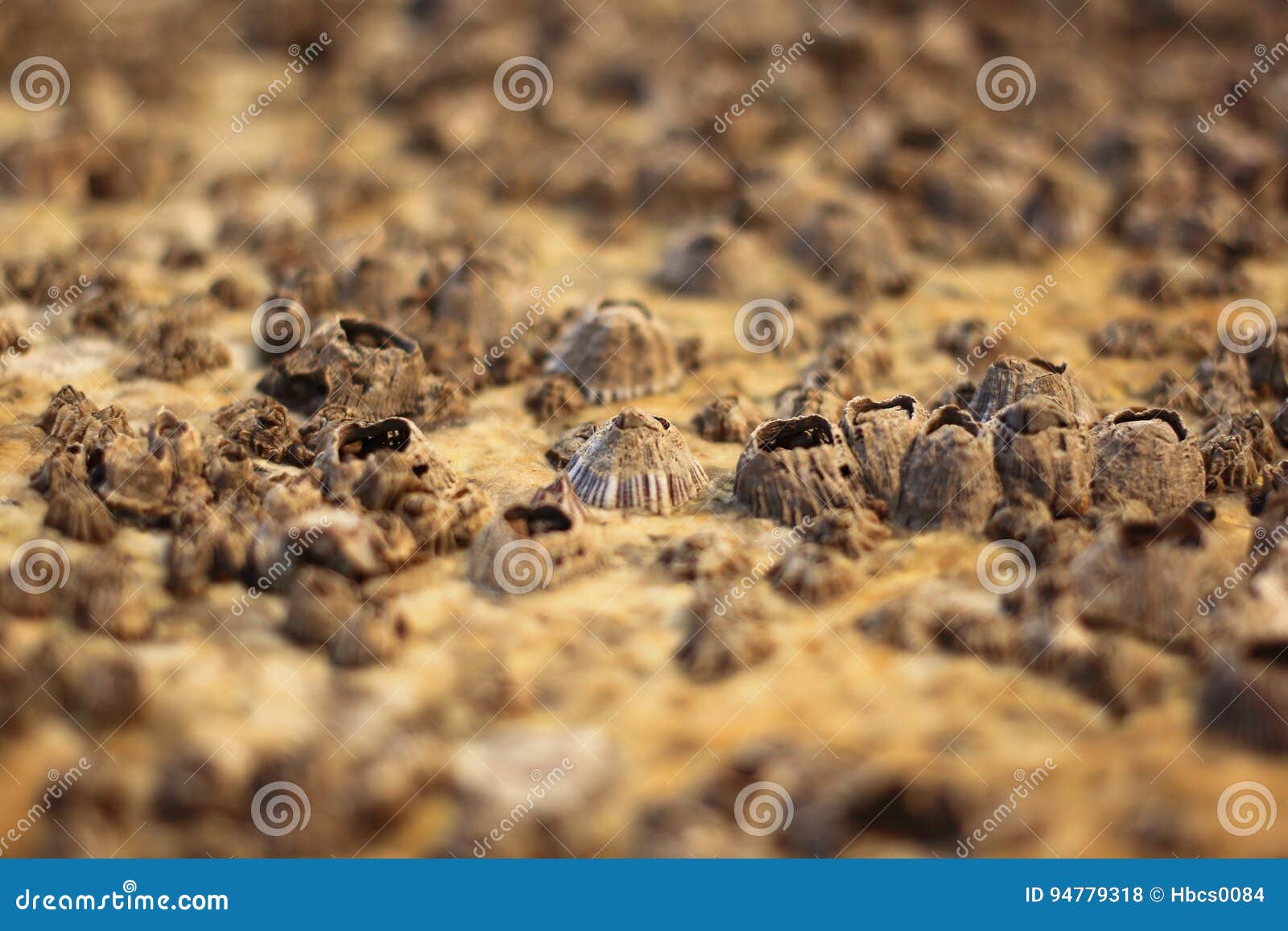 The Sea Shells on the Rocks Stock Photo - Image of ocean, close: 94779318