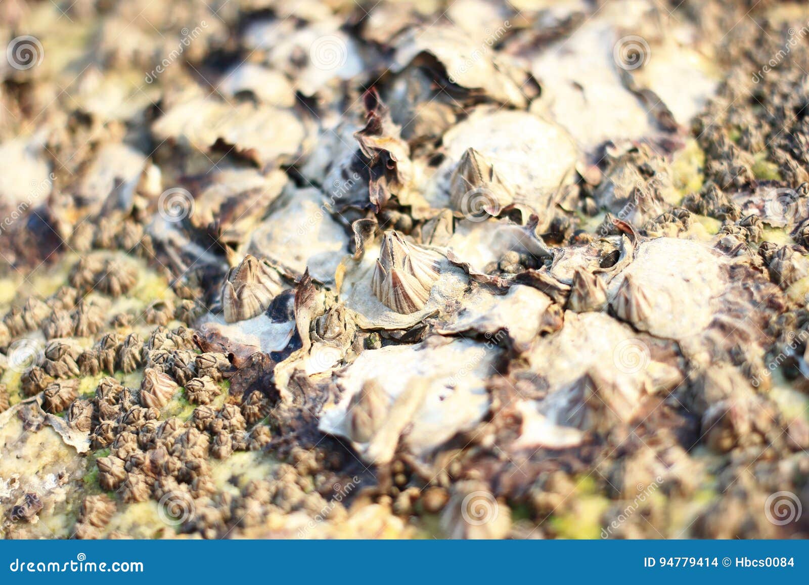 The Sea Shells on the Rocks Stock Photo - Image of nature, shells: 94779414