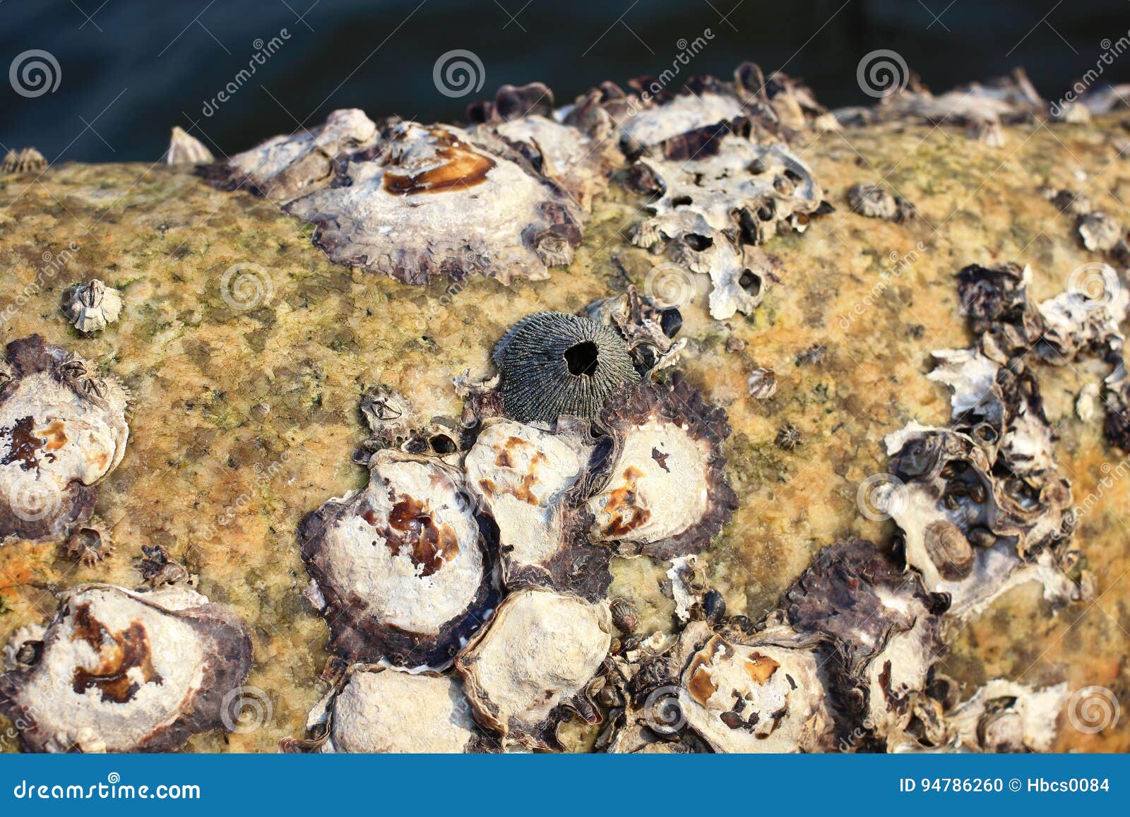 The Sea Shells on the Rocks Stock Photo - Image of shell, rock: 94786260