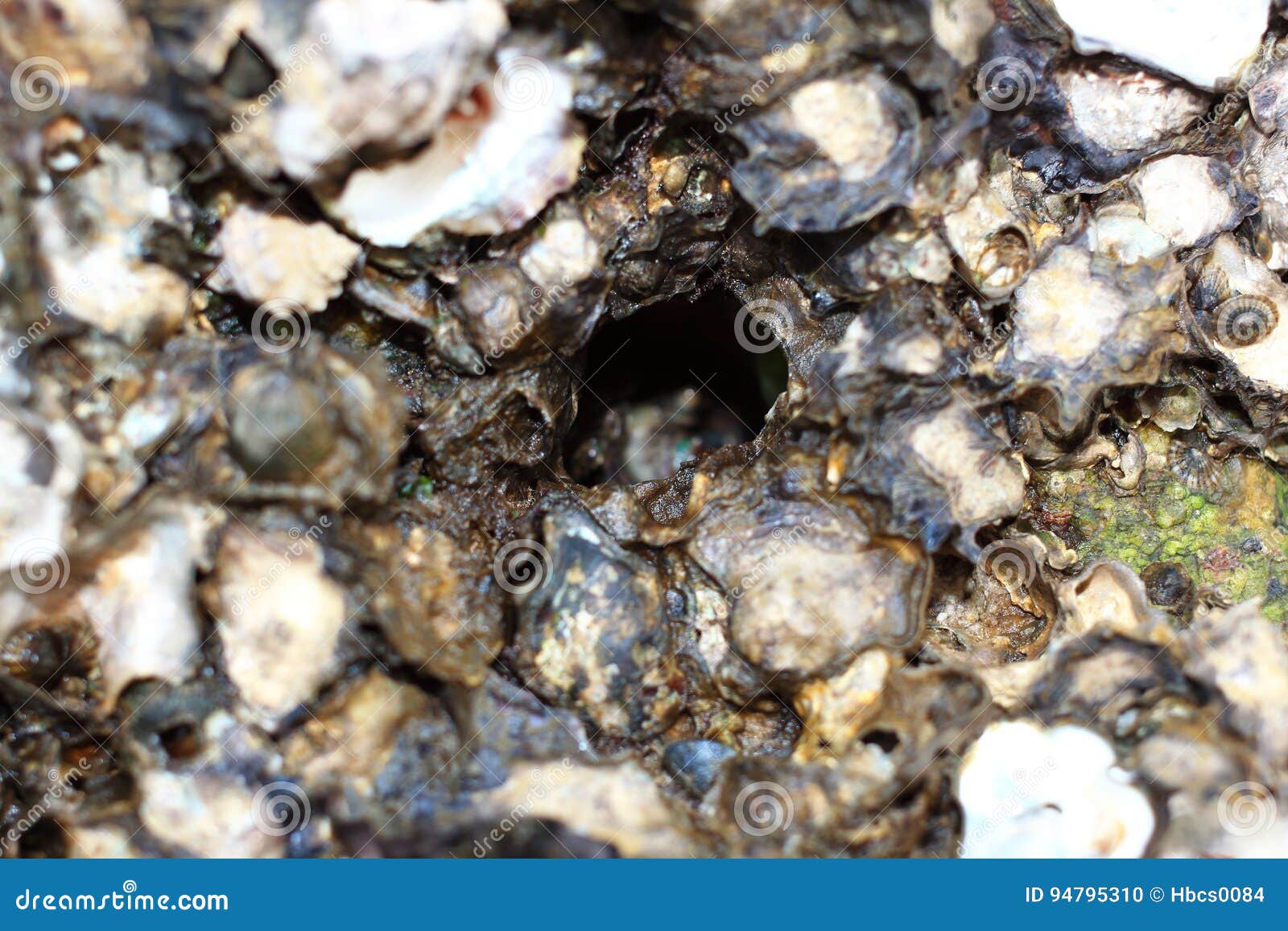 The Sea Shells on the Rocks Stock Photo - Image of closeup, shot: 94795310