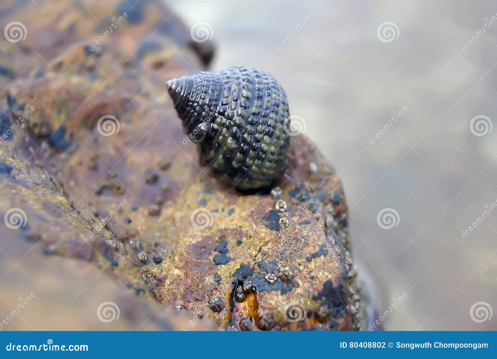 Sea Shells on the Rocks by the Sea Stock Photo - Image of beach, beauty ...