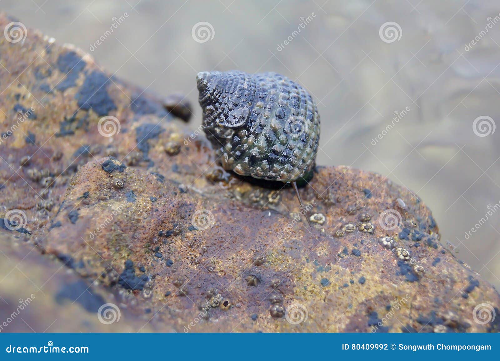 Sea Shells on the Rocks by the Sea Stock Photo - Image of island, rocks ...
