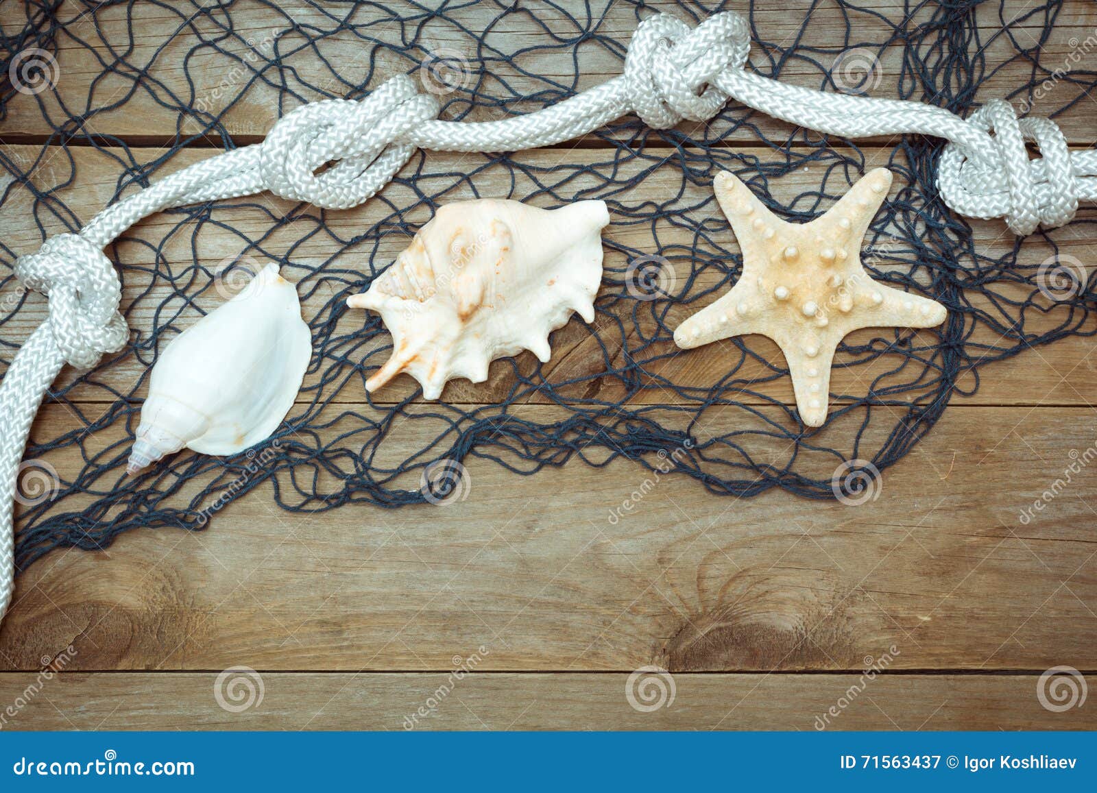 Sea Shells and Rope on Old Boards Stock Image - Image of closeup ...