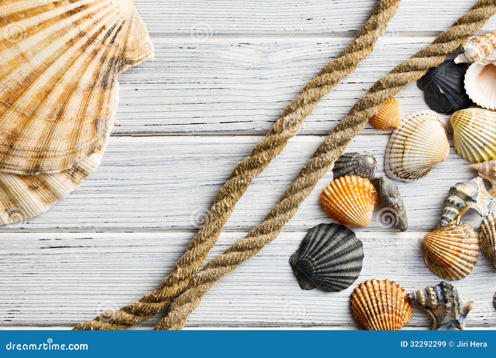 Sea shells and rope stock image. Image of water, pattern - 32292299