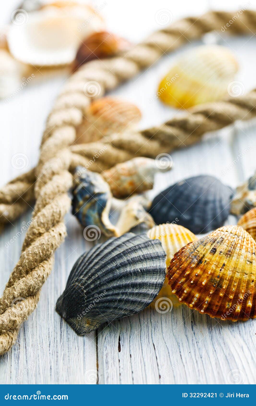 Sea shells and rope stock image. Image of beauty, summer - 32292421