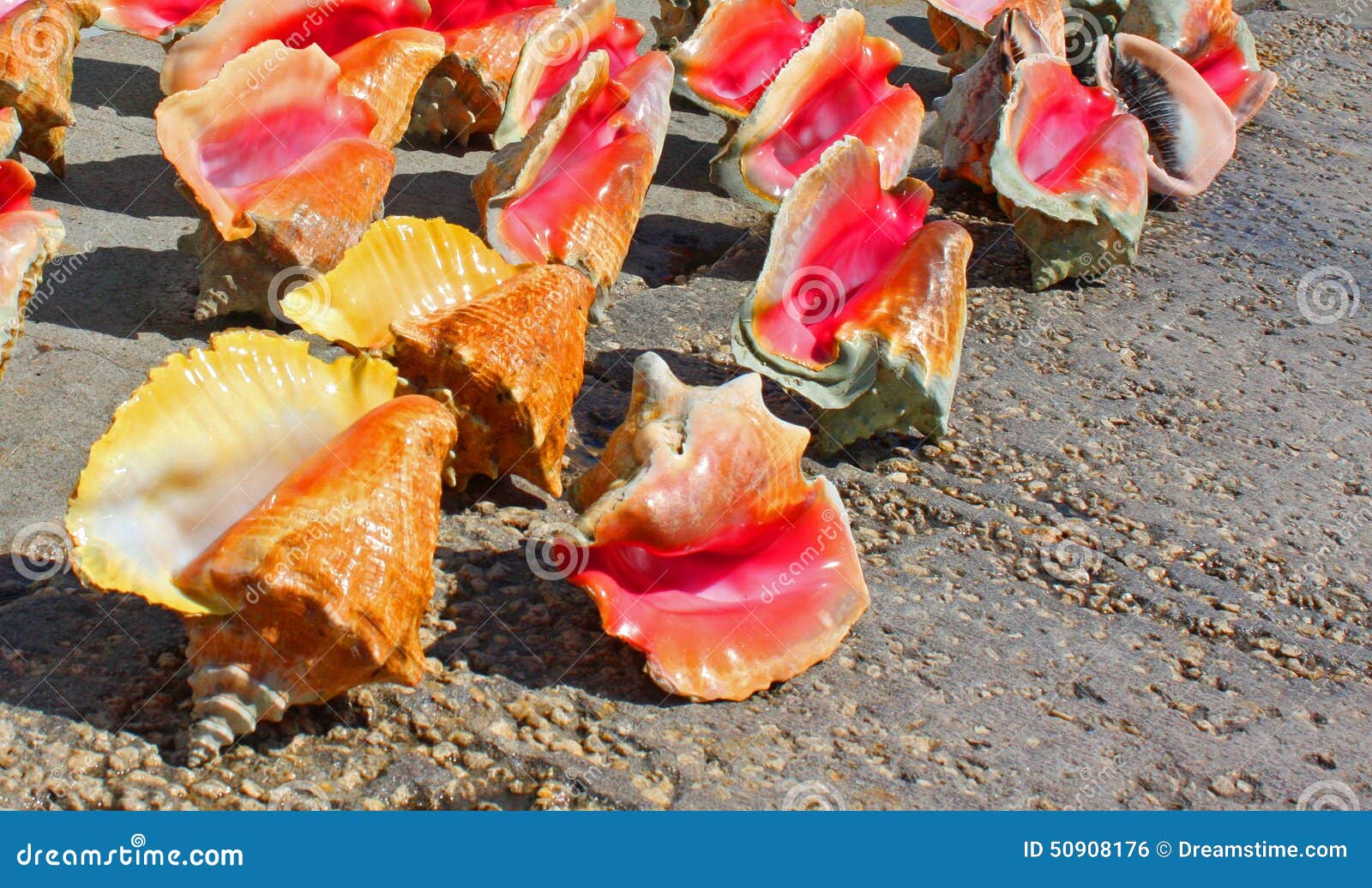 Sea shells stock photo. Image of bahamas, marine, colorful - 50908176