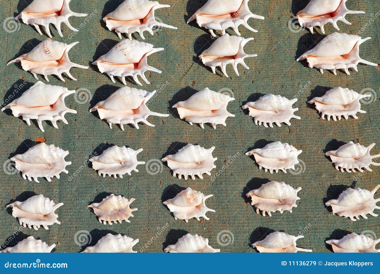 Sea shells for sale stock image. Image of background - 11136279