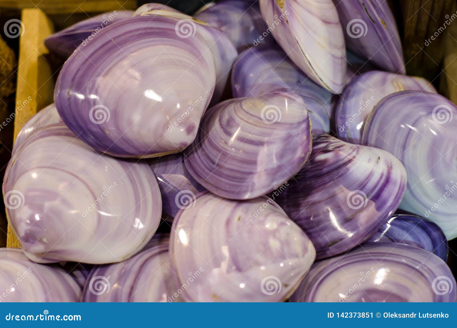 Sea shells for sale stock image. Image of beach, pattern - 142373851