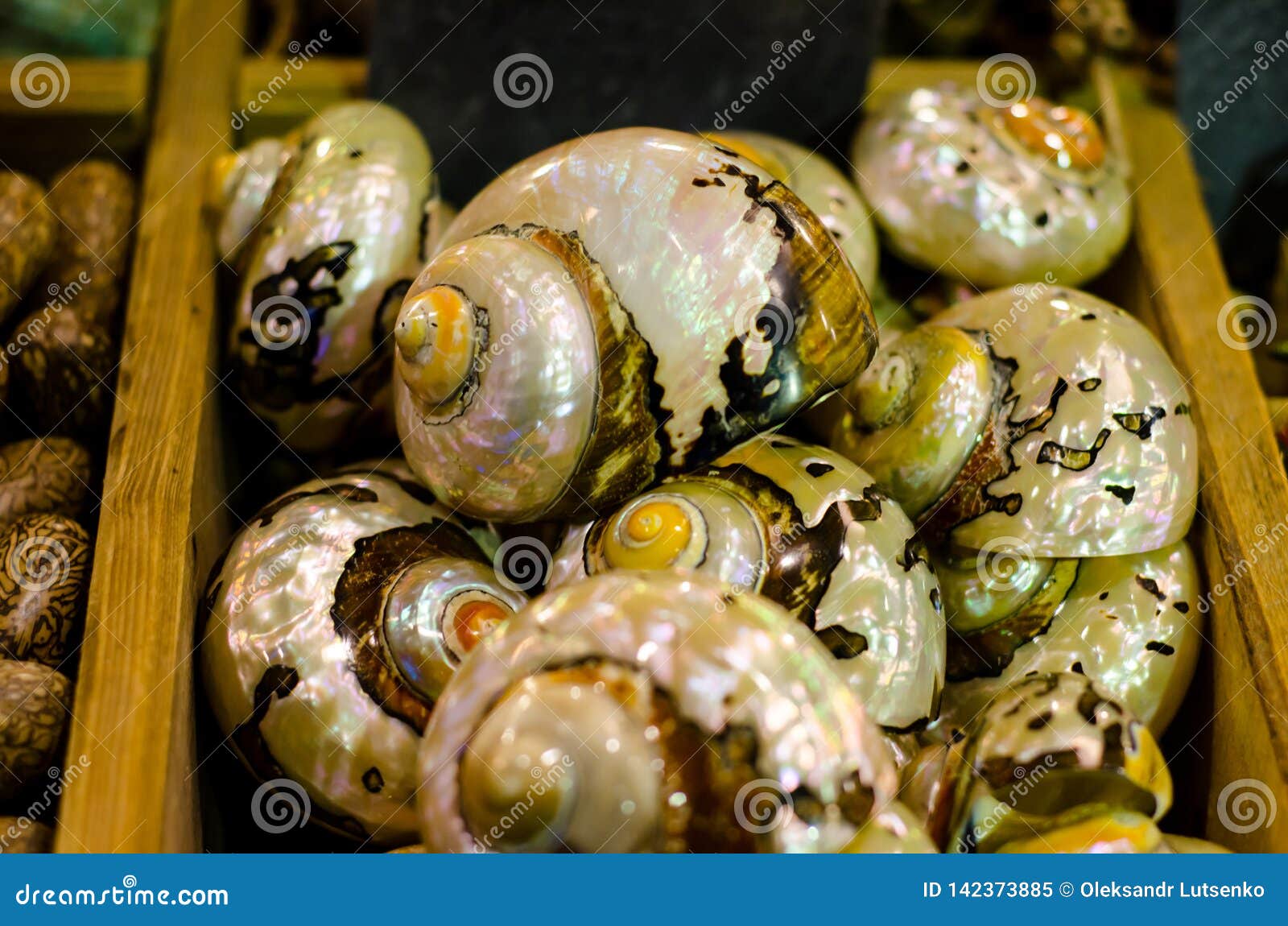 Sea shells for sale stock image. Image of decorative - 142373885